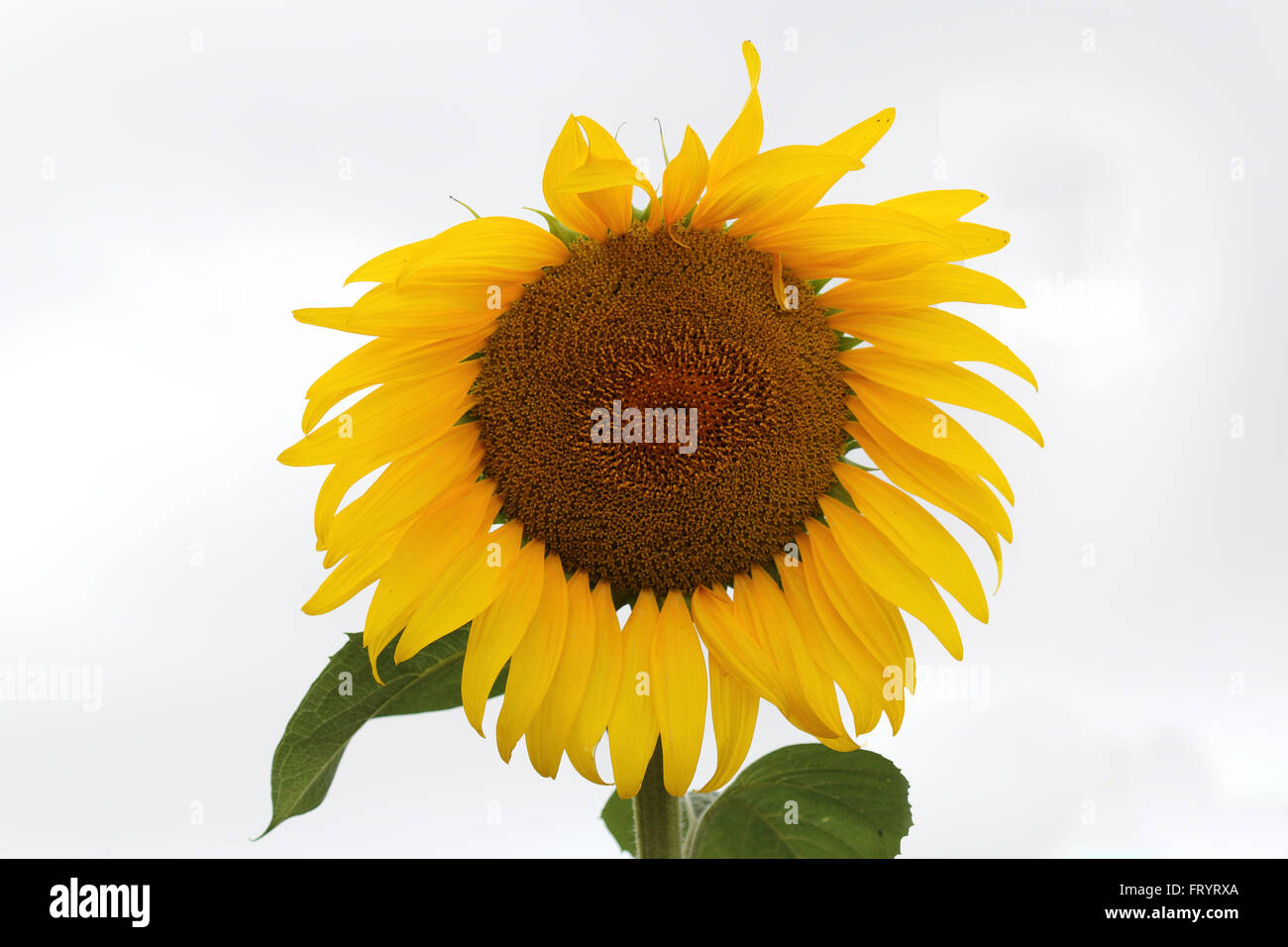 Big blooming sunflower background hi-res stock photography and images ...