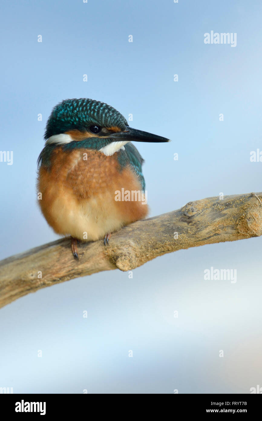 Soft bird photo hi-res stock photography and images - Alamy
