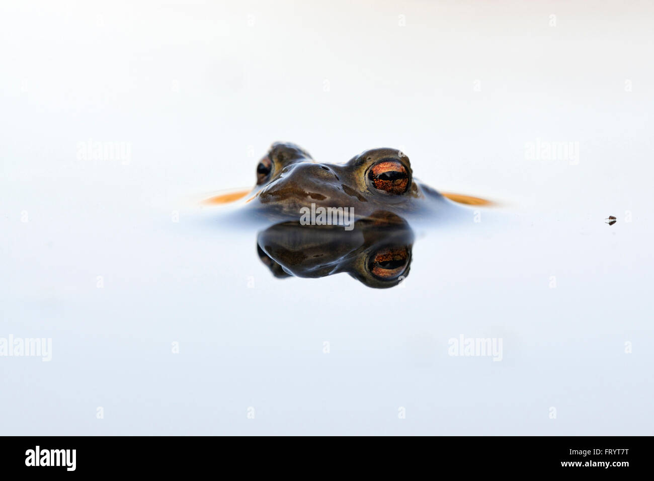 Toads mating in water hi-res stock photography and images - Alamy