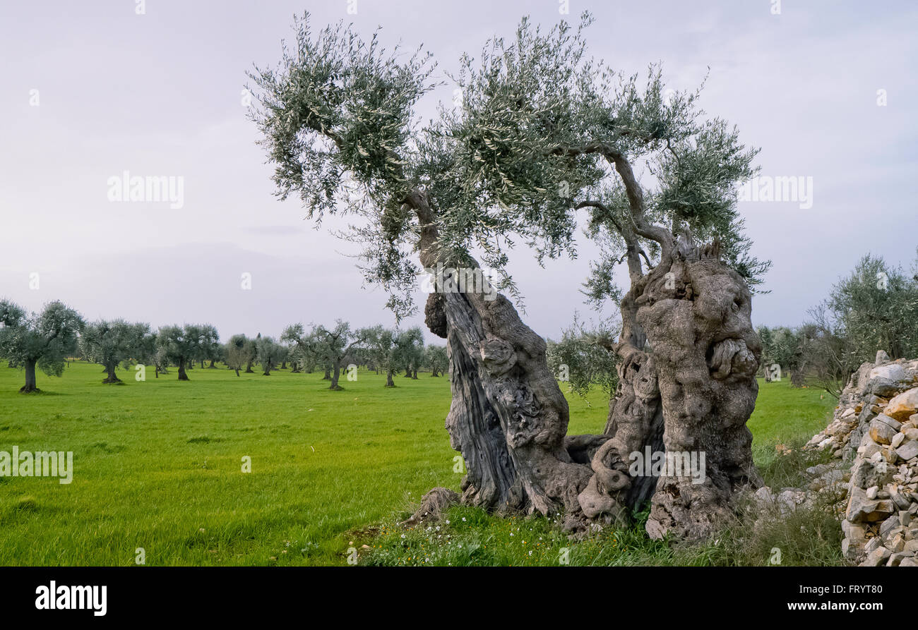 Olive tree landscape puglia italy hi-res stock photography and images ...