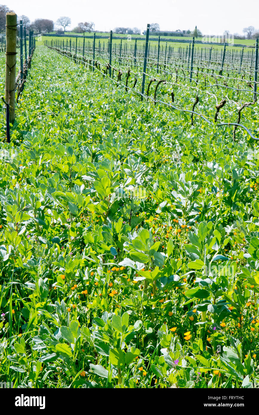 Spring in puglia hi-res stock photography and images - Alamy