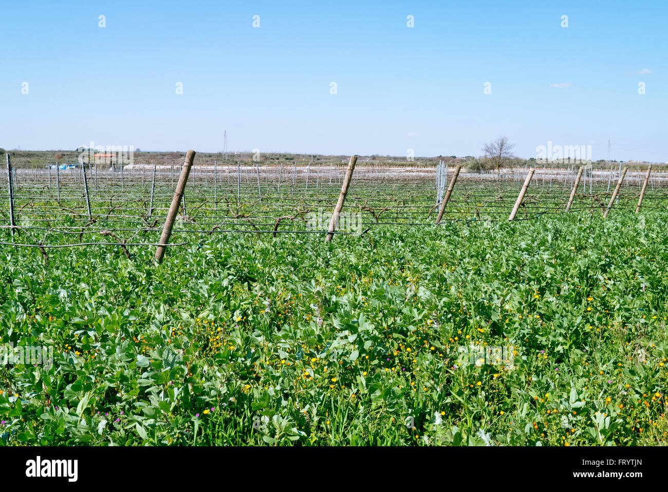 Organic vineyard grow at hot sun of spring in Puglia Stock Photo - Alamy