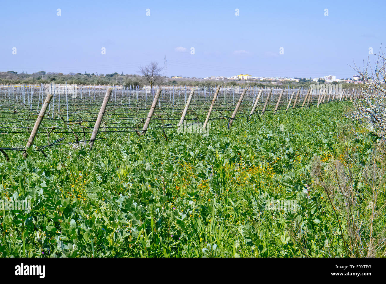Organic vineyard grow at hot sun of spring in Puglia Stock Photo - Alamy