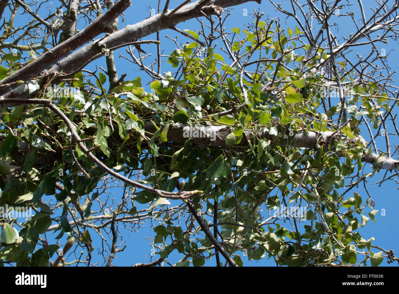 Climbing on tree branches hi-res stock photography and images - Alamy