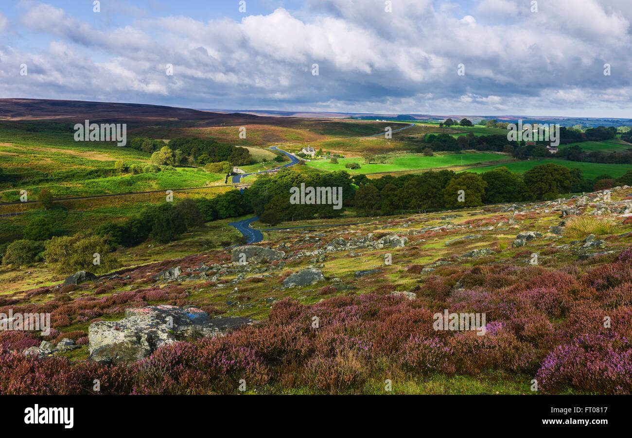 North Yorkshire Moors with heather in bloom on a fine sunny late summer ...