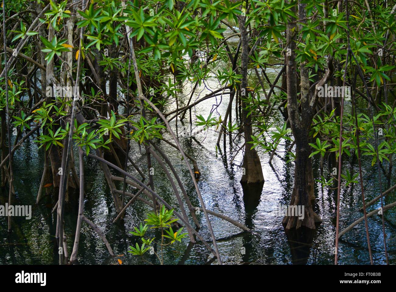 Utria national park hi-res stock photography and images - Alamy