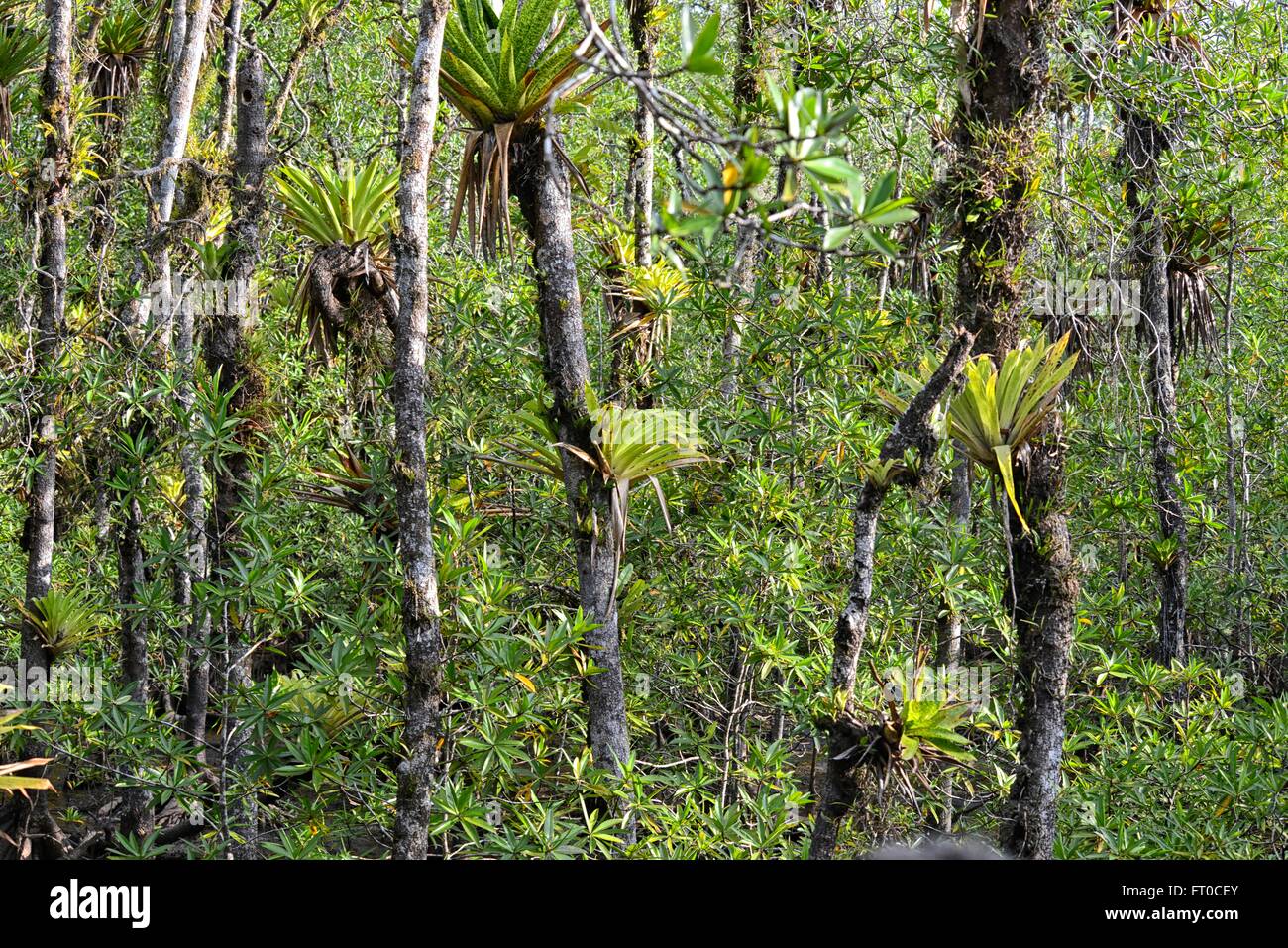 Utria National Park. Estero Sector with Tea mangroves ( Pelliciera ...