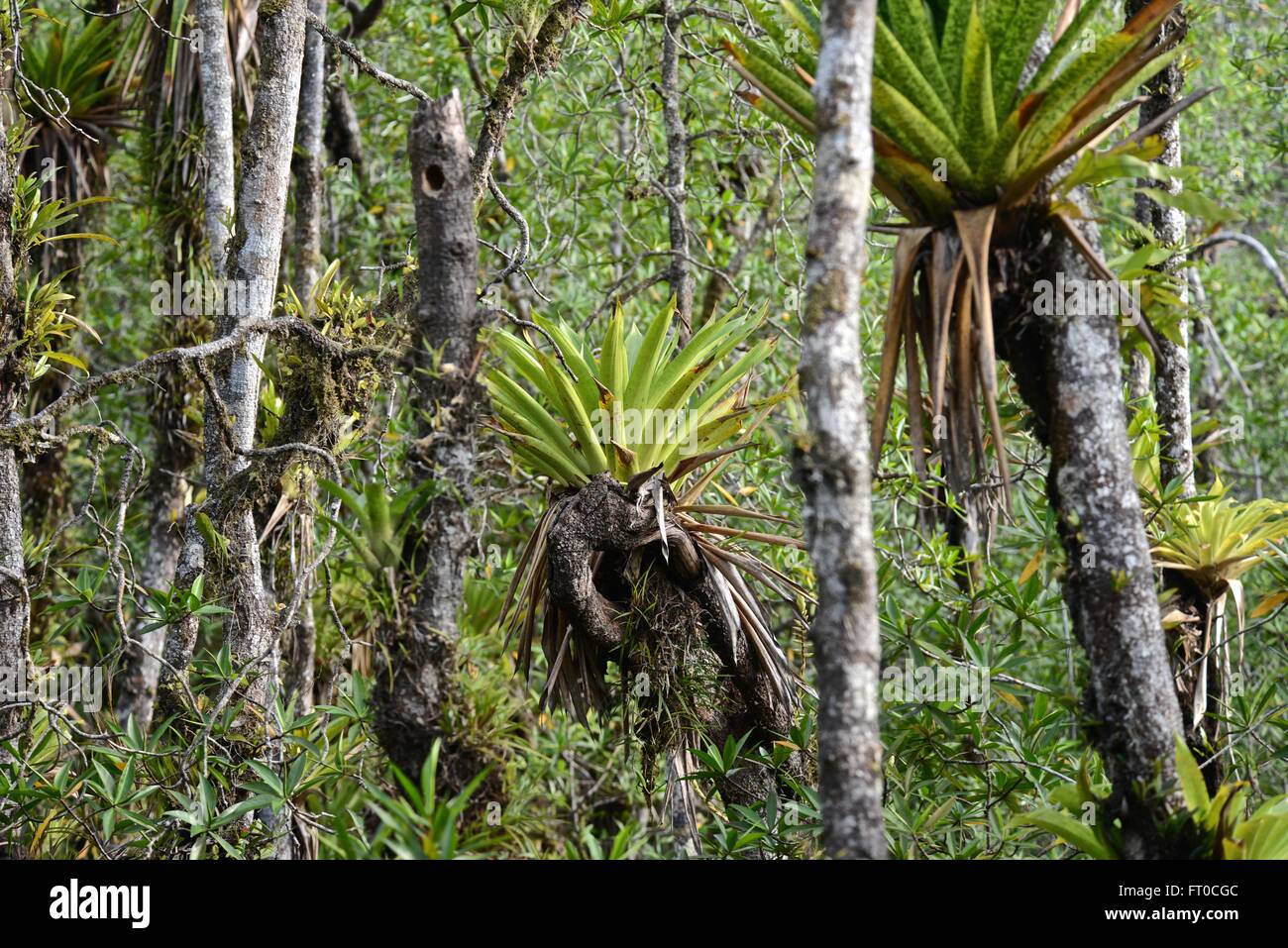 Pelliciera hi-res stock photography and images - Alamy