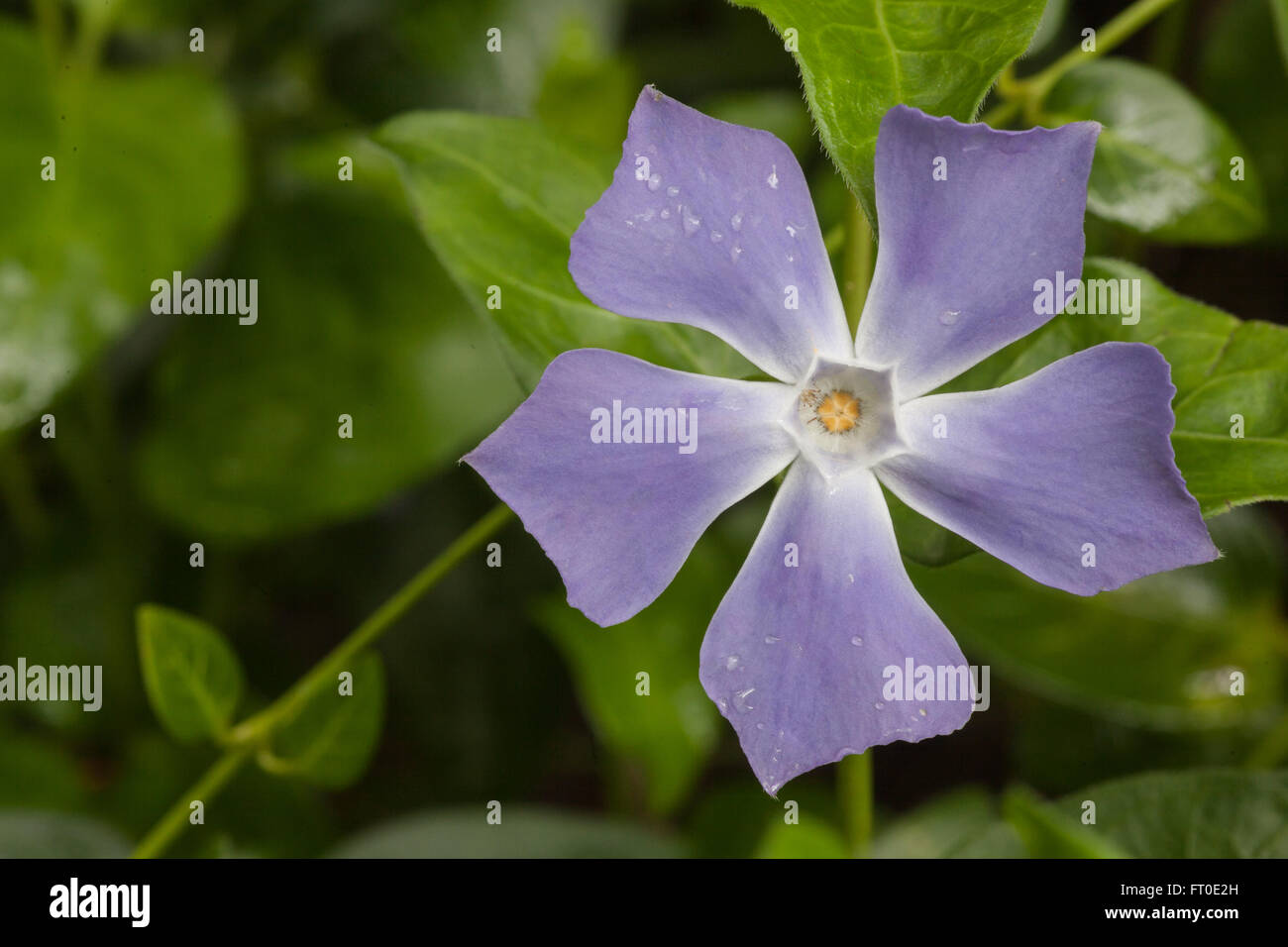 Periwinkle, Vinca Minor from the Apocynaceae family Stock Photo - Alamy