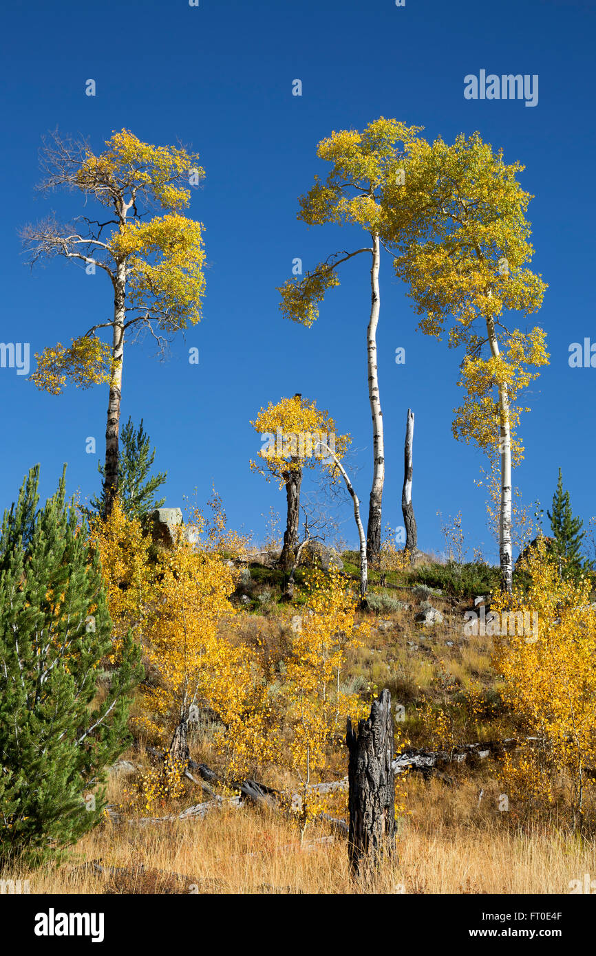 WY01398-00...WYOMING - Aspen trees in fall color in the Bridger ...