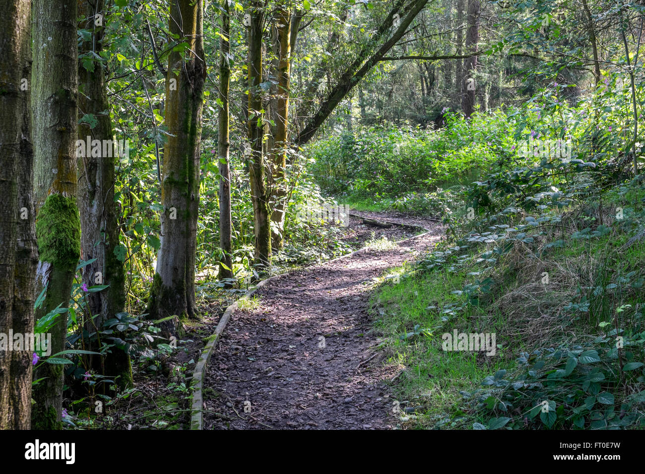 A woodland path leading through a small forest Stock Photo - Alamy