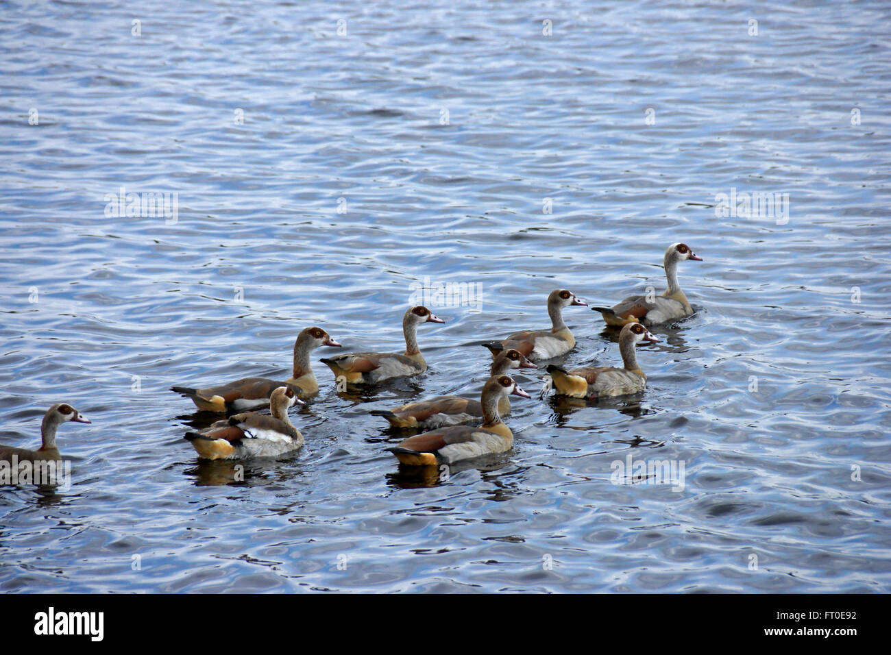 Egyptian geese swimming in Lake Masek, Ngorongoro Conservation Area ...
