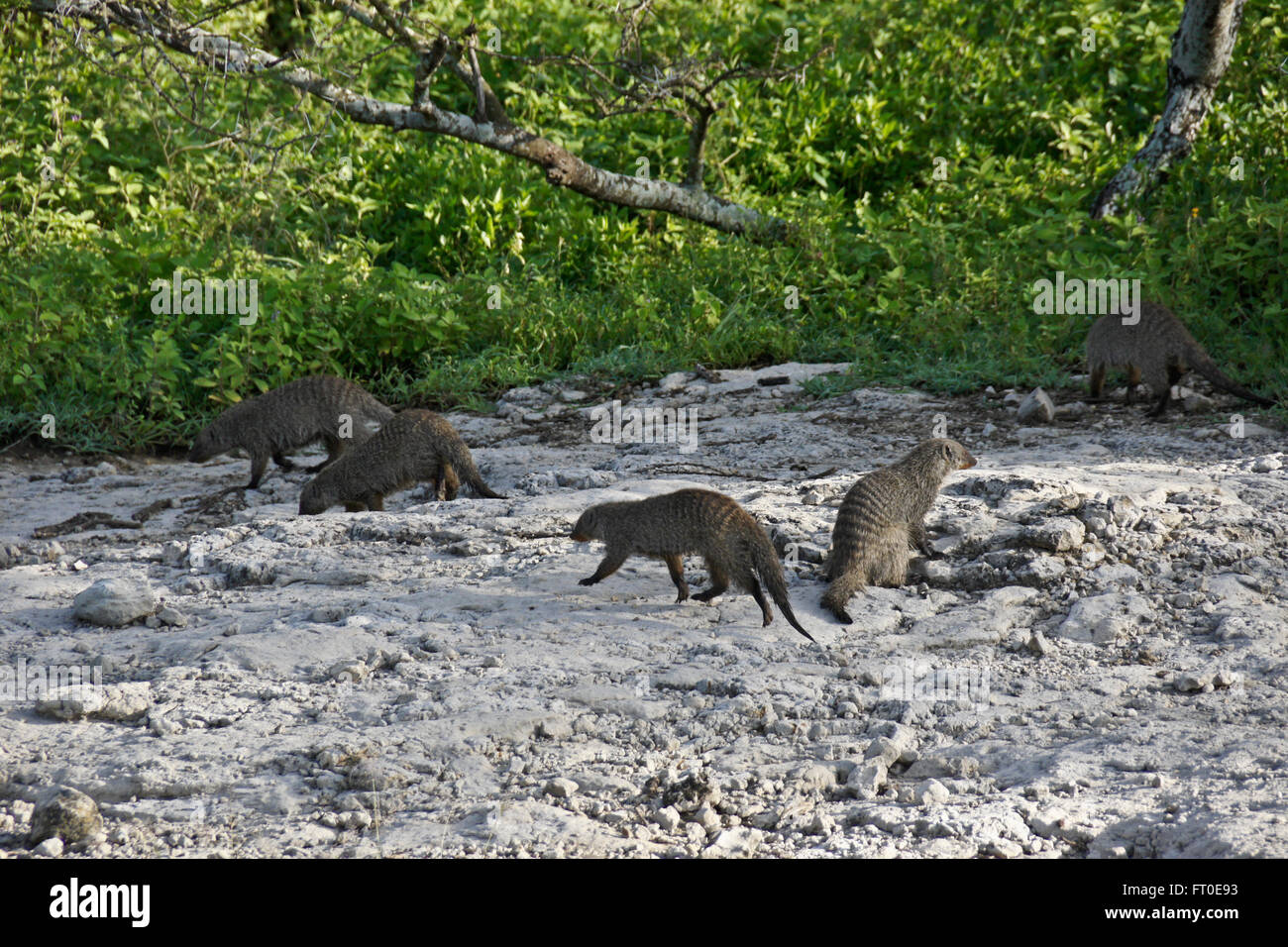 Banded mongooses foraging for food, Ngorongoro Conservation Area (Ndutu ...