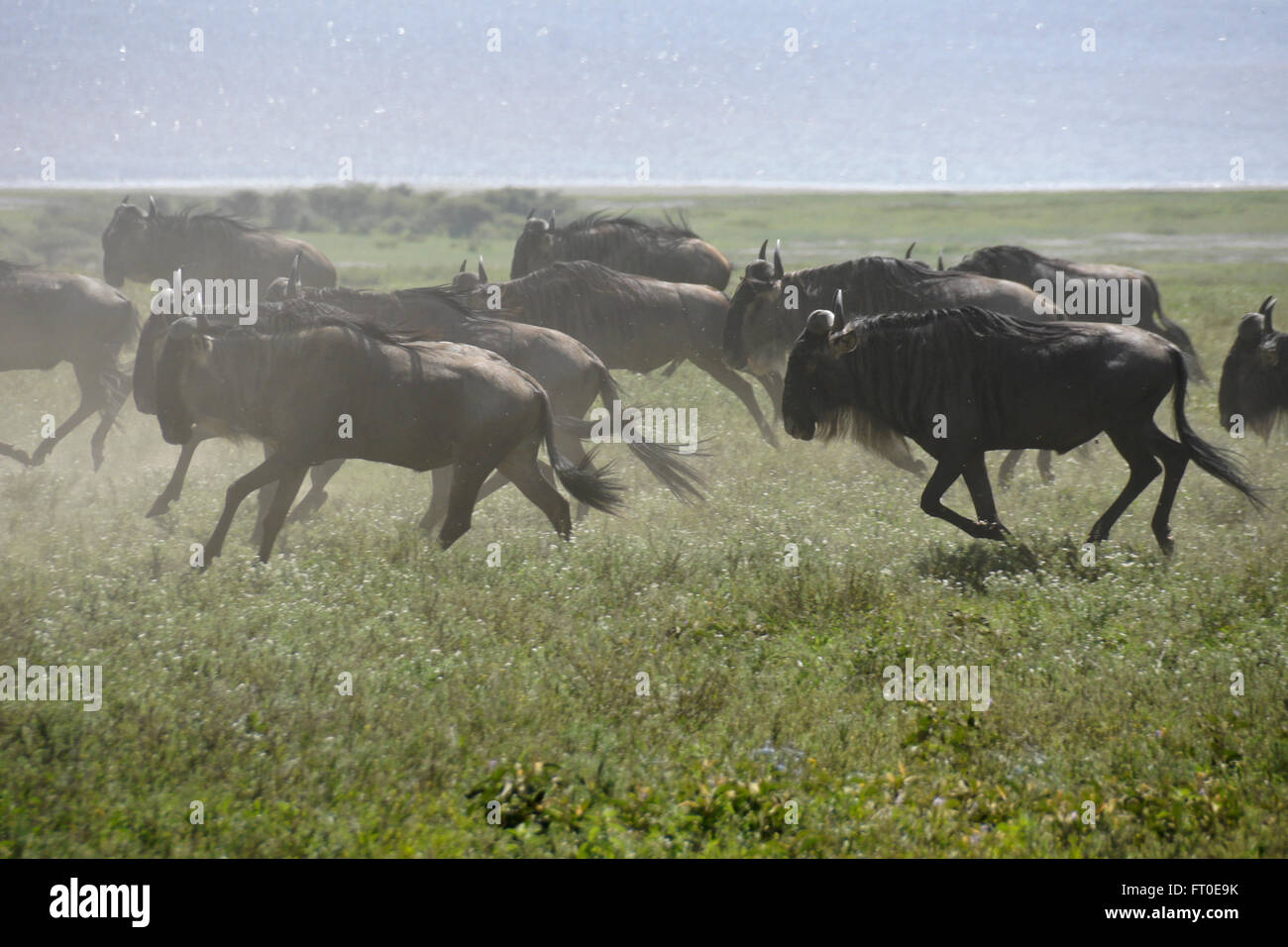 Wildebeests running alongside Lake Masek, Ngorongoro Conservation Area ...