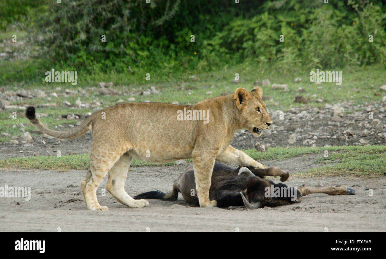 Sick lion hi-res stock photography and images - Alamy