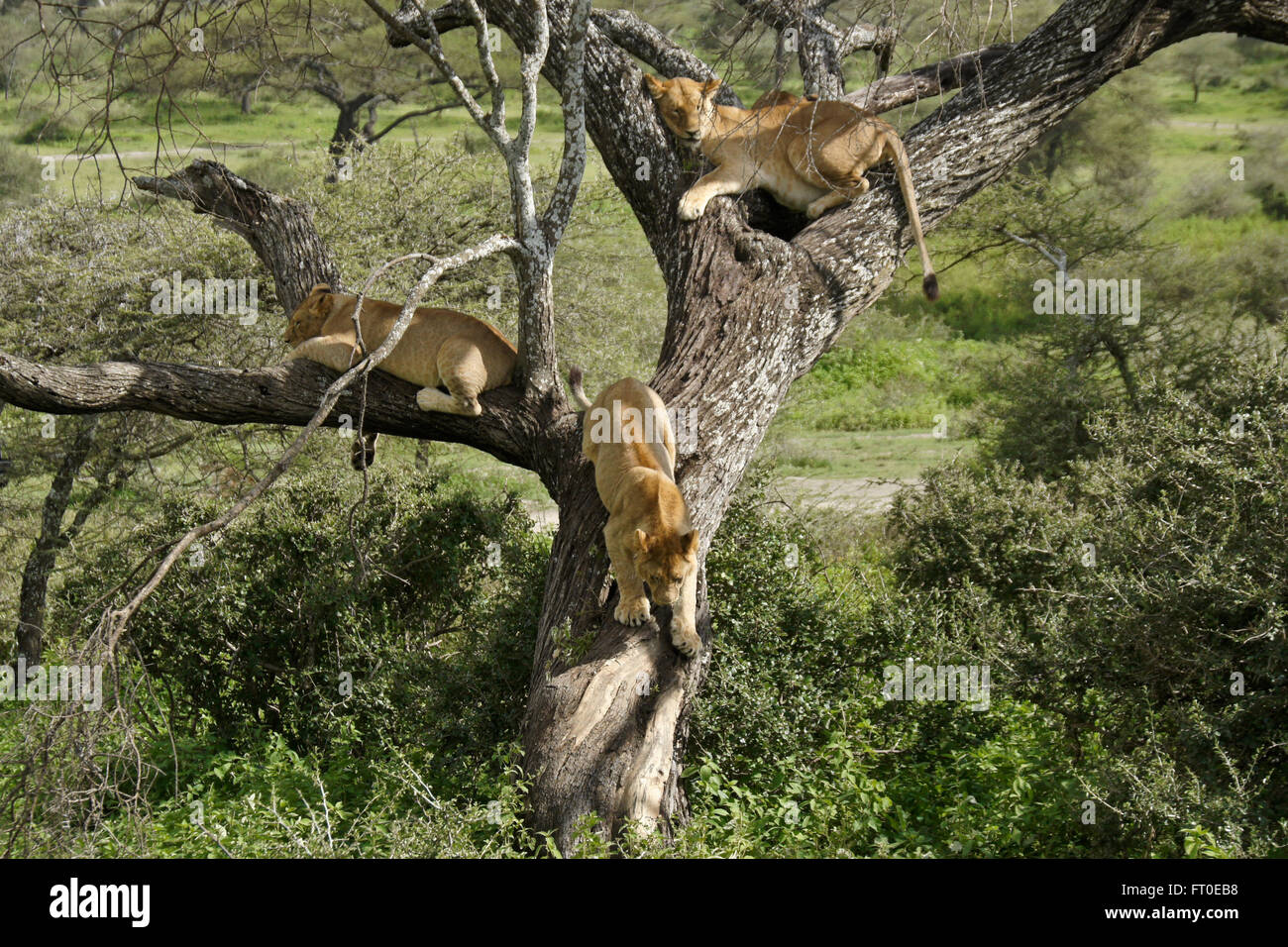 Lions in tree, Ngorongoro Conservation Area (Ndutu), Tanzania Stock ...