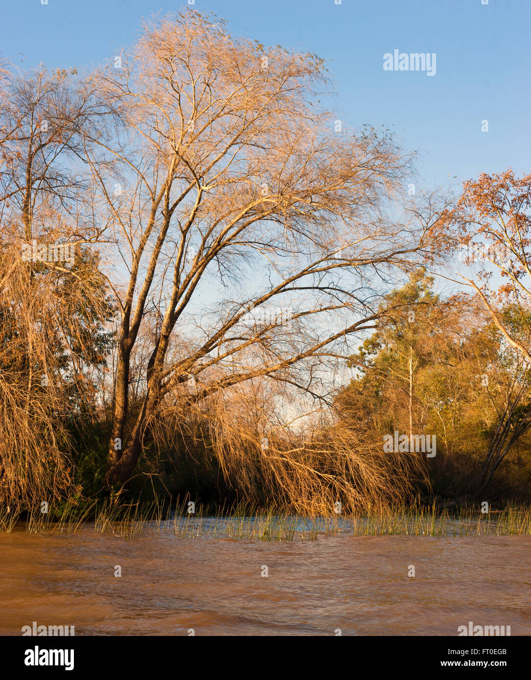 Argentina forest buenos hi-res stock photography and images - Alamy