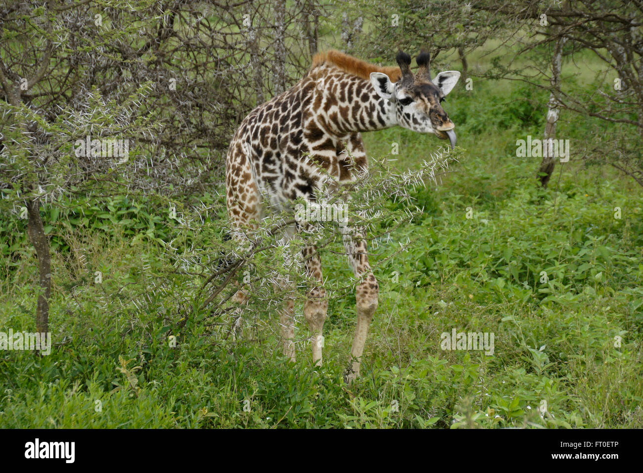 Giraffe acacia trees hi-res stock photography and images - Alamy