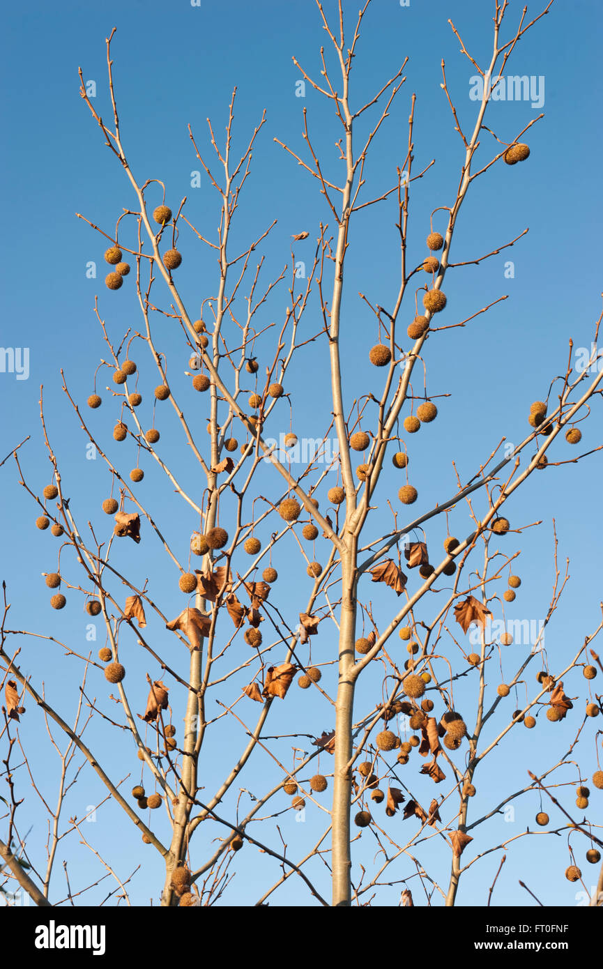 Yellow tree seeds hi-res stock photography and images - Alamy