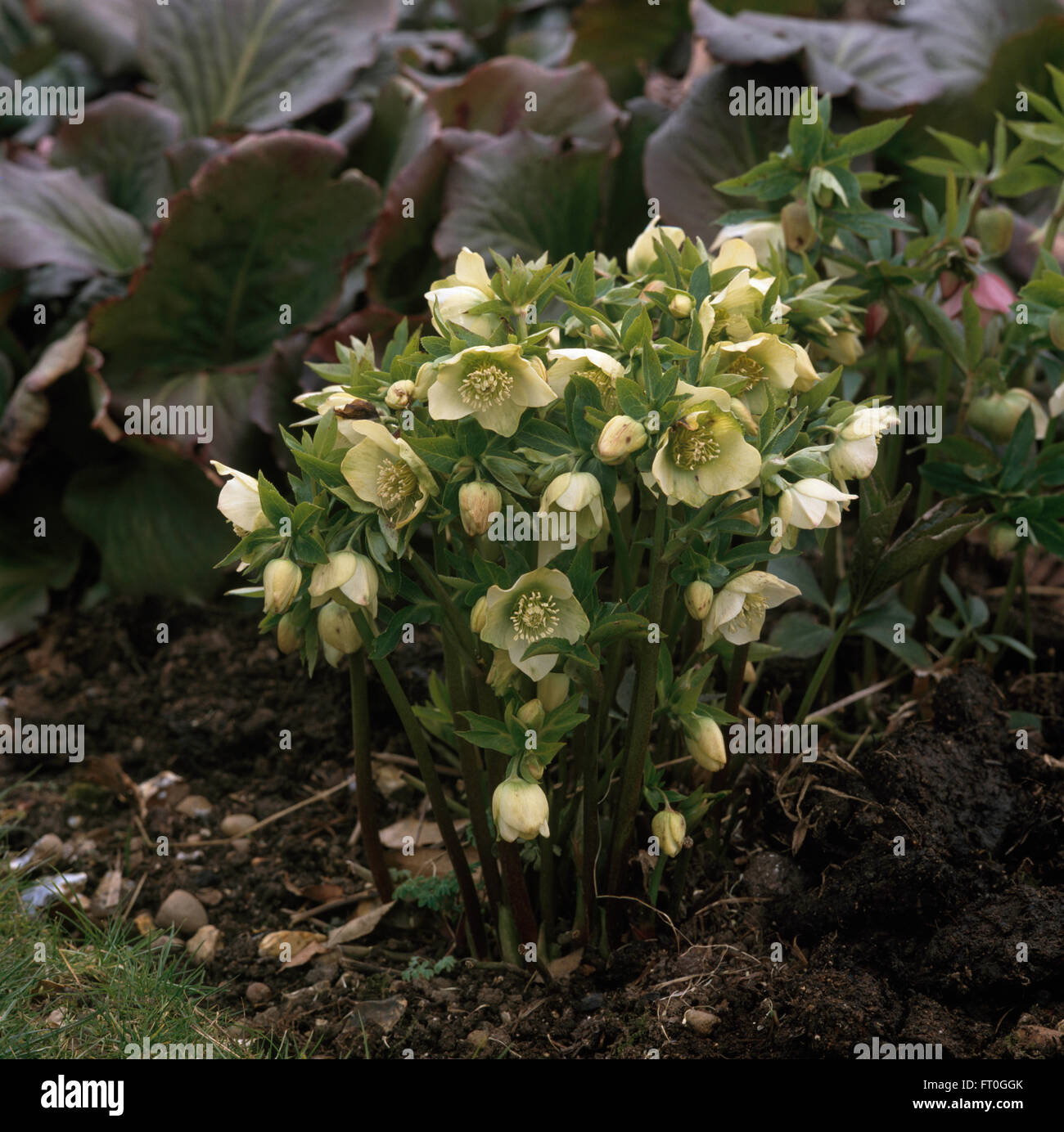 Close-up of a cream Hellebore Stock Photo - Alamy