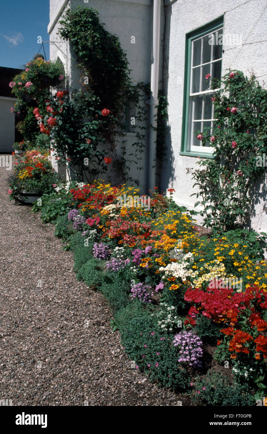Geraniums lobelia hi-res stock photography and images - Alamy