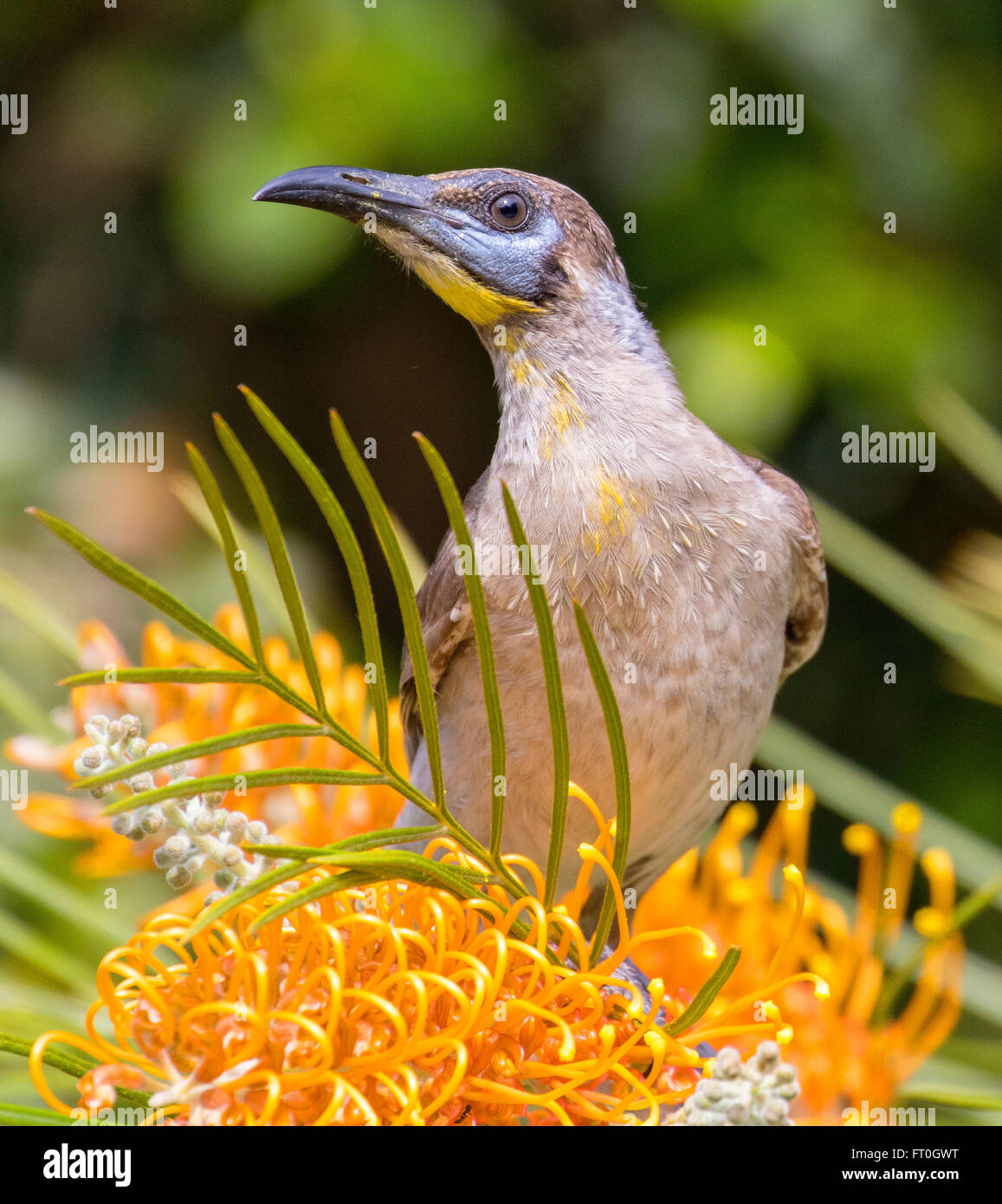Australian friarbird hi-res stock photography and images - Alamy