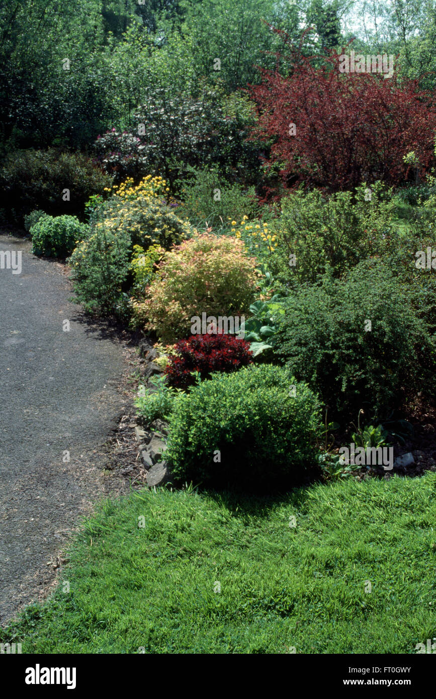 Low growing conifers and a variety of shrubs in a shrub border in a ...