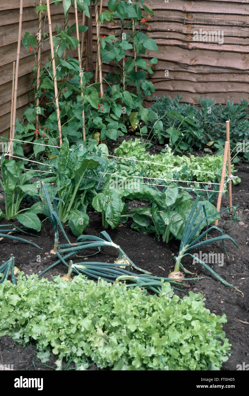 Rows of lettuce and onions in small vegetable plot with runner beans on ...