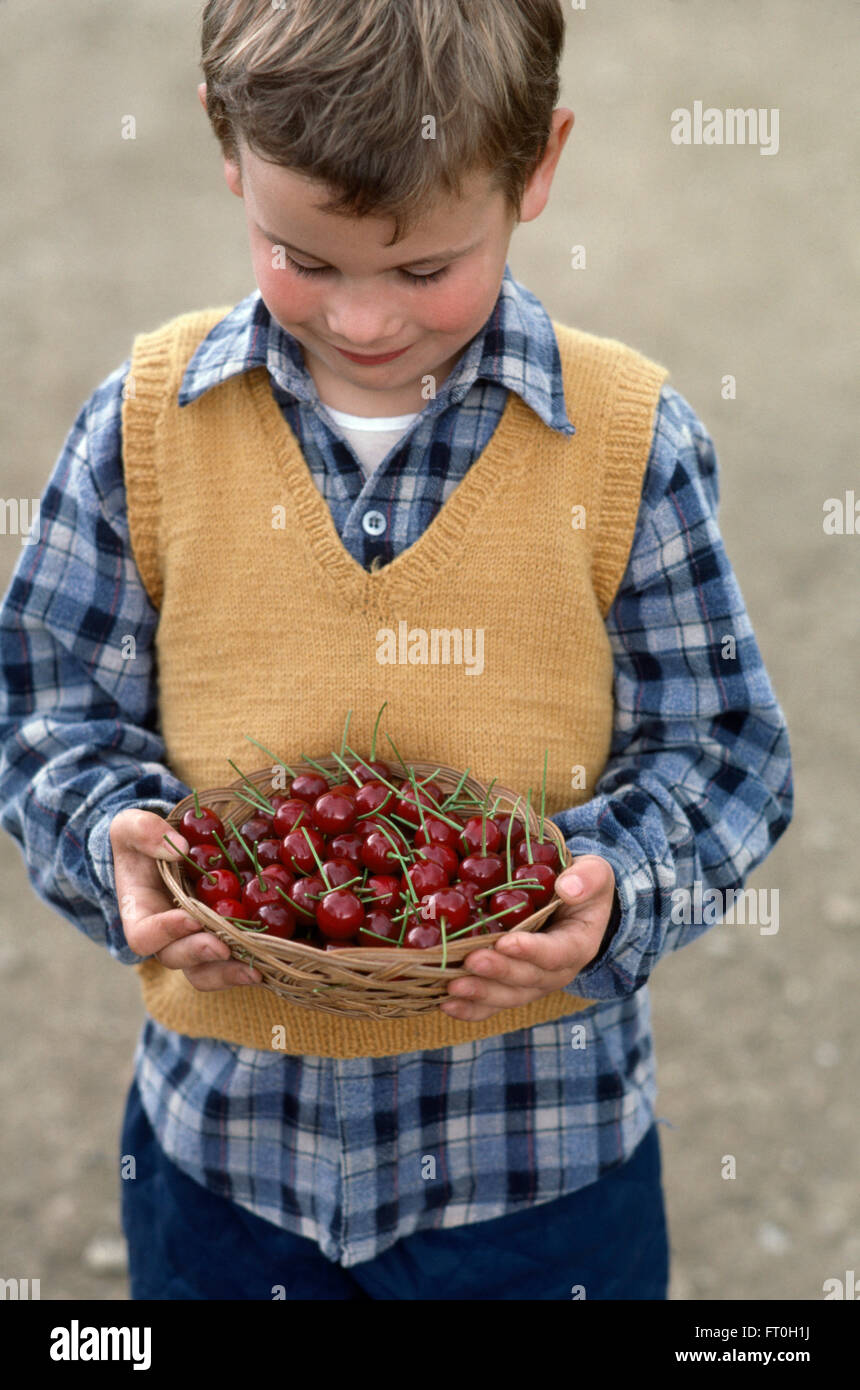 Small boy holding a basket of freshly picked cherries FOR EDITORIAL USE ...
