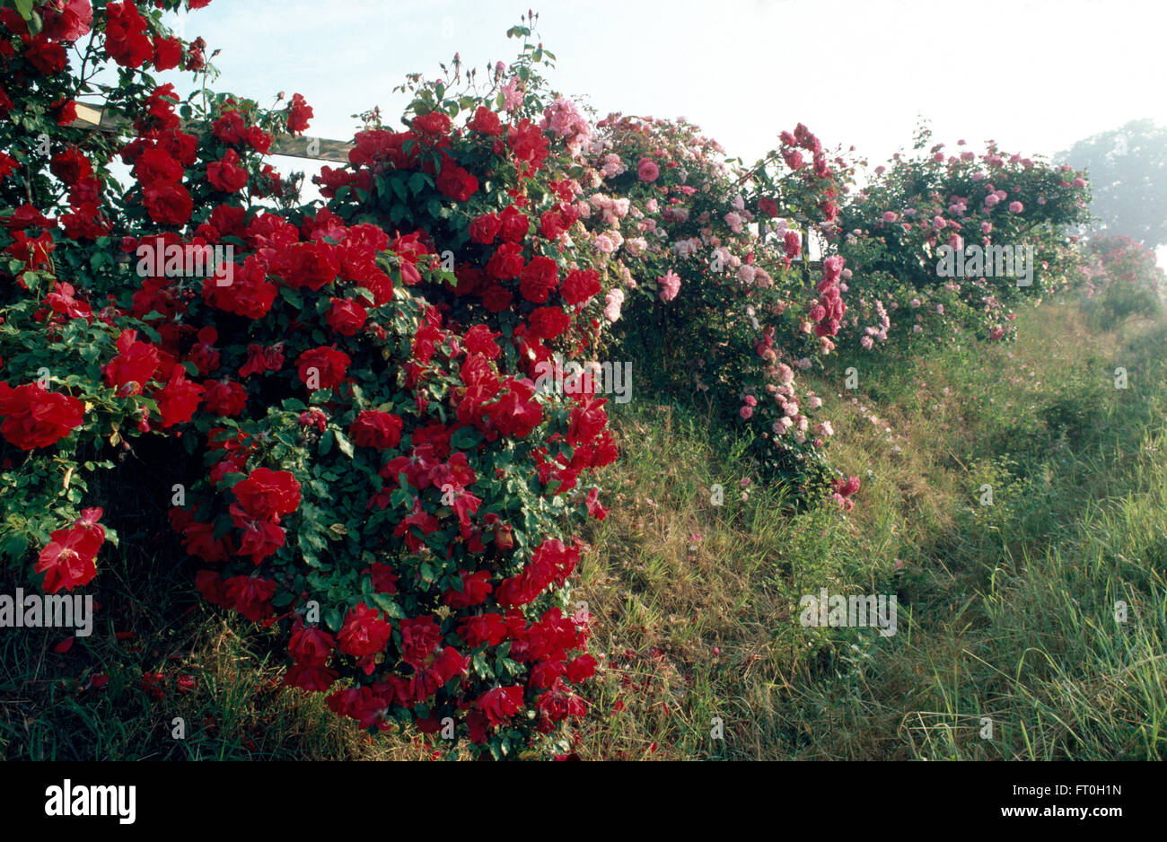 Roses hedge hi-res stock photography and images - Alamy