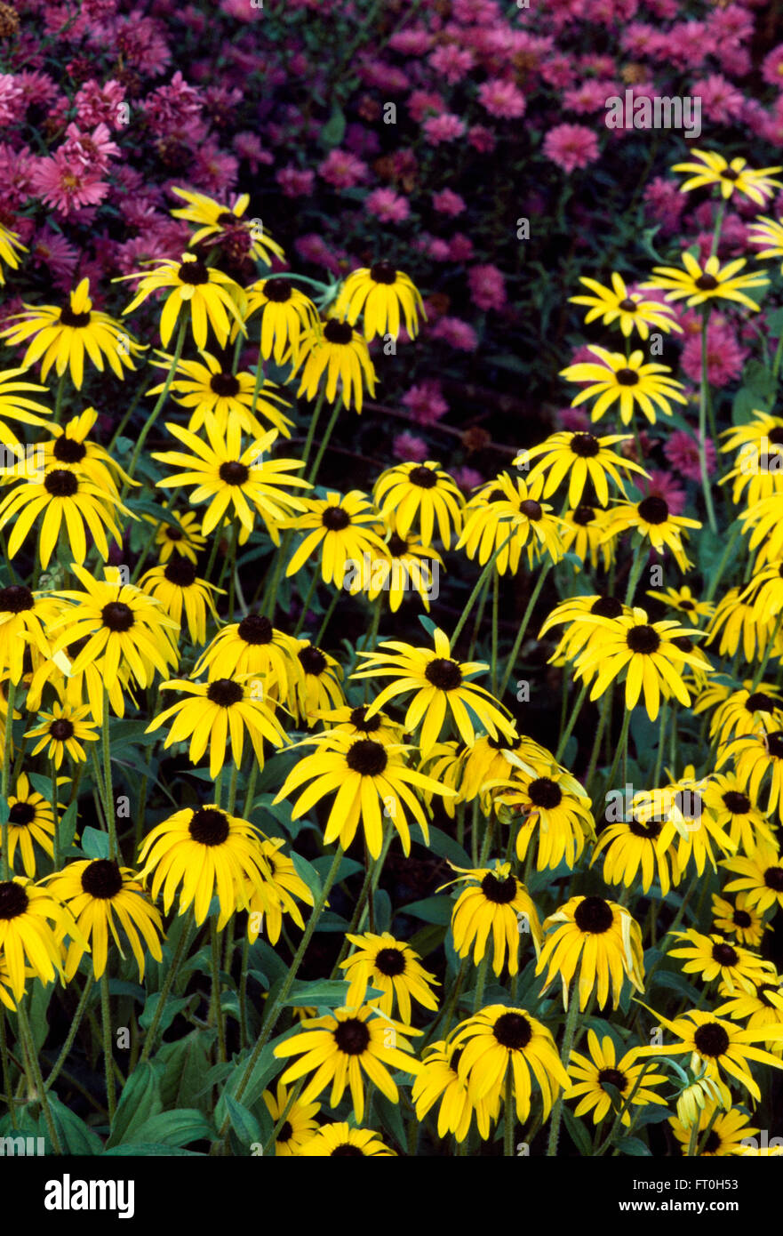 Rudbeckia asters hi-res stock photography and images - Alamy