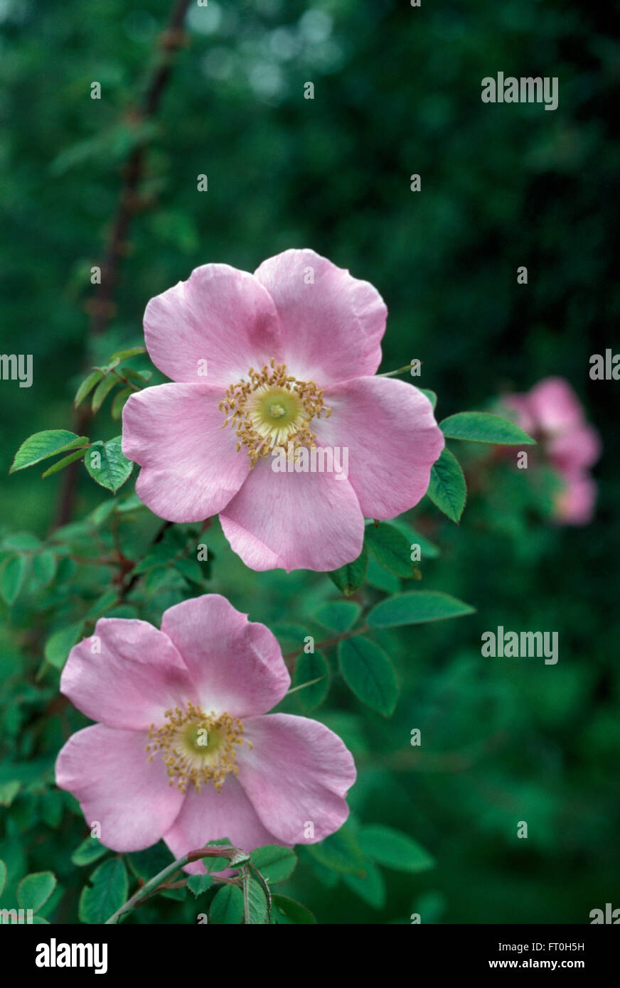 Rugosa roses hi-res stock photography and images - Alamy