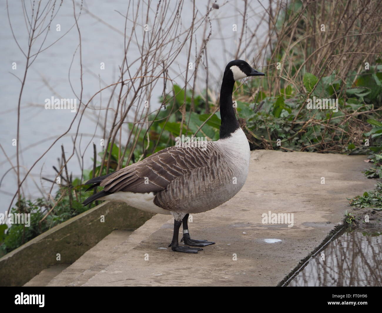 Lone duck hi-res stock photography and images - Alamy