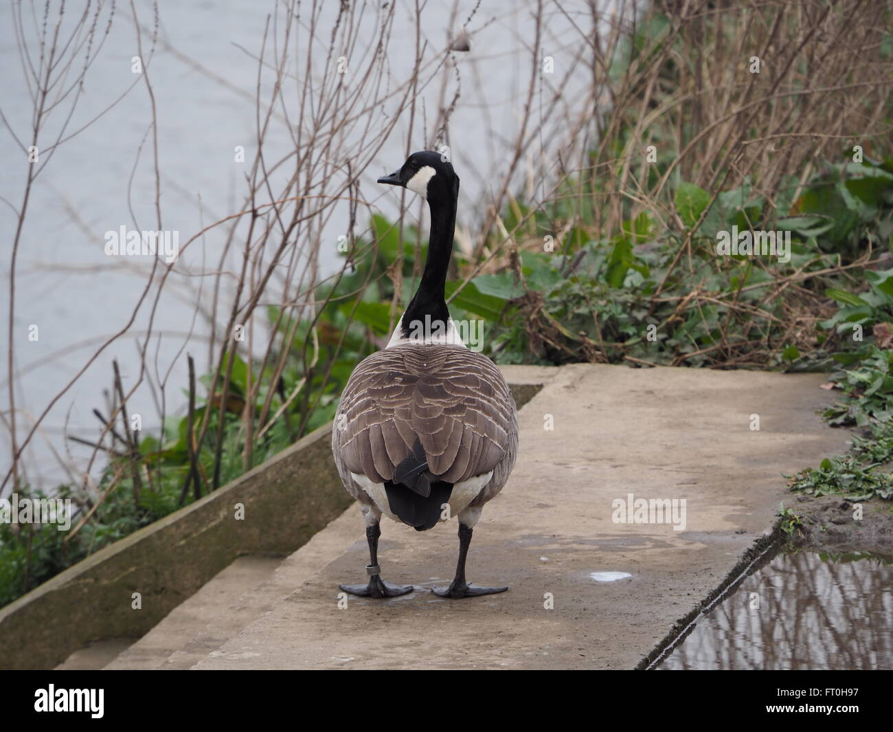 Lone duck hi-res stock photography and images - Alamy