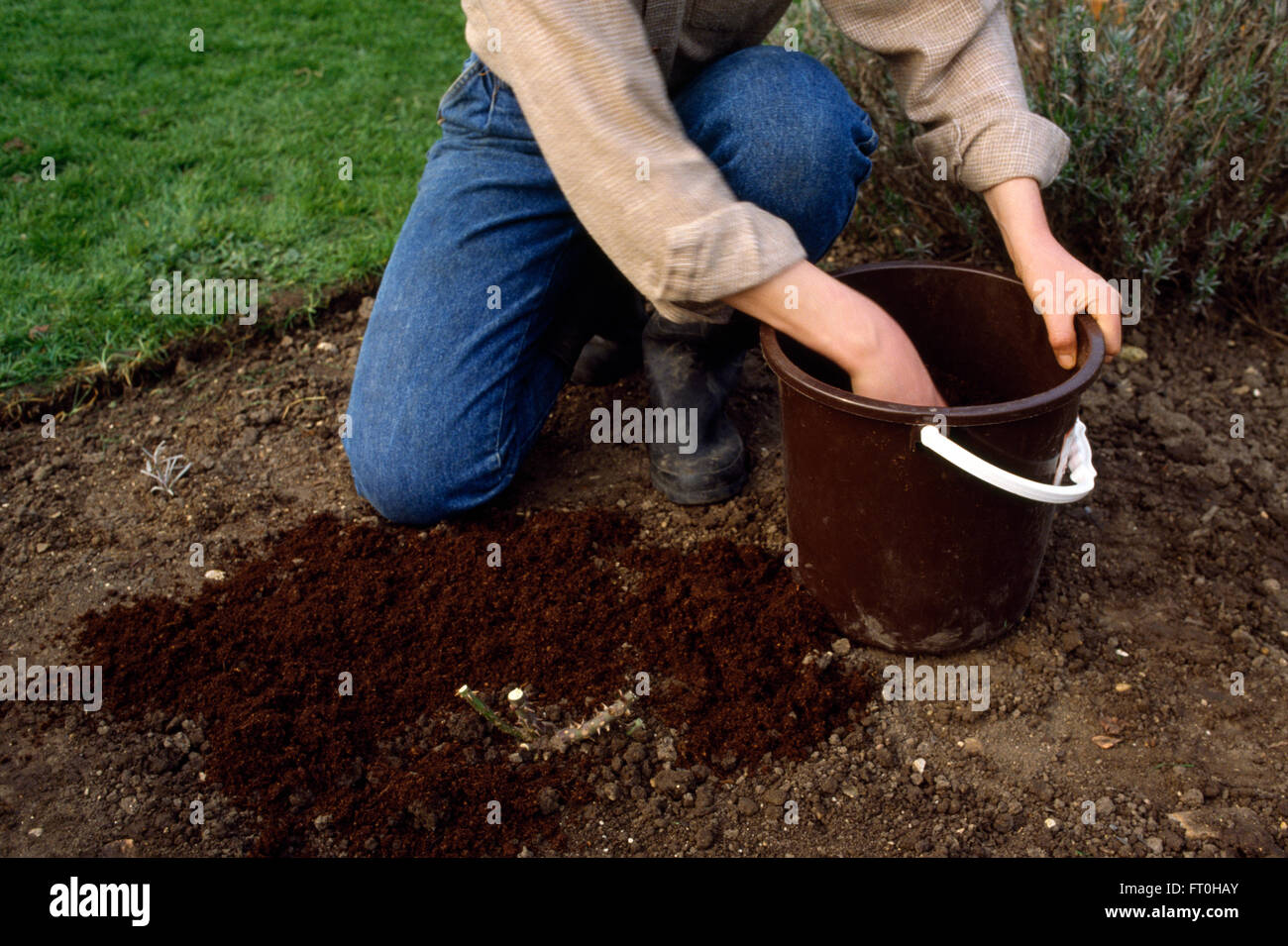Close-up of a gardener adding compost to a newly planted rose Stock ...