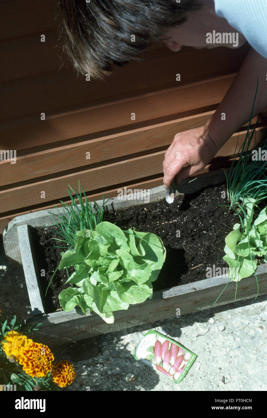 Close-up of a woman planting up a window box with lettuce and chives ...