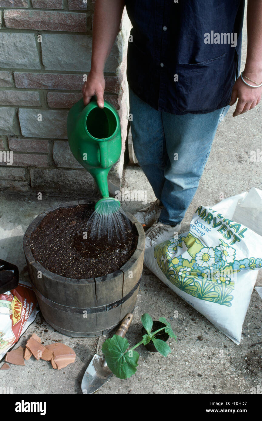 Woman watering compost with watering can before planting up a courgette ...