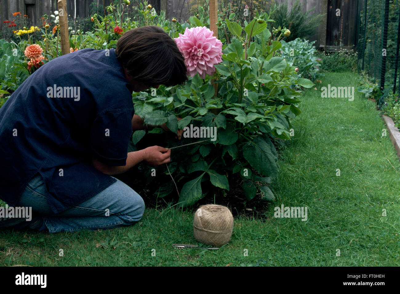 Close-up of a woman tying up pink dahlias with string FOR EDITORIAL USE ...