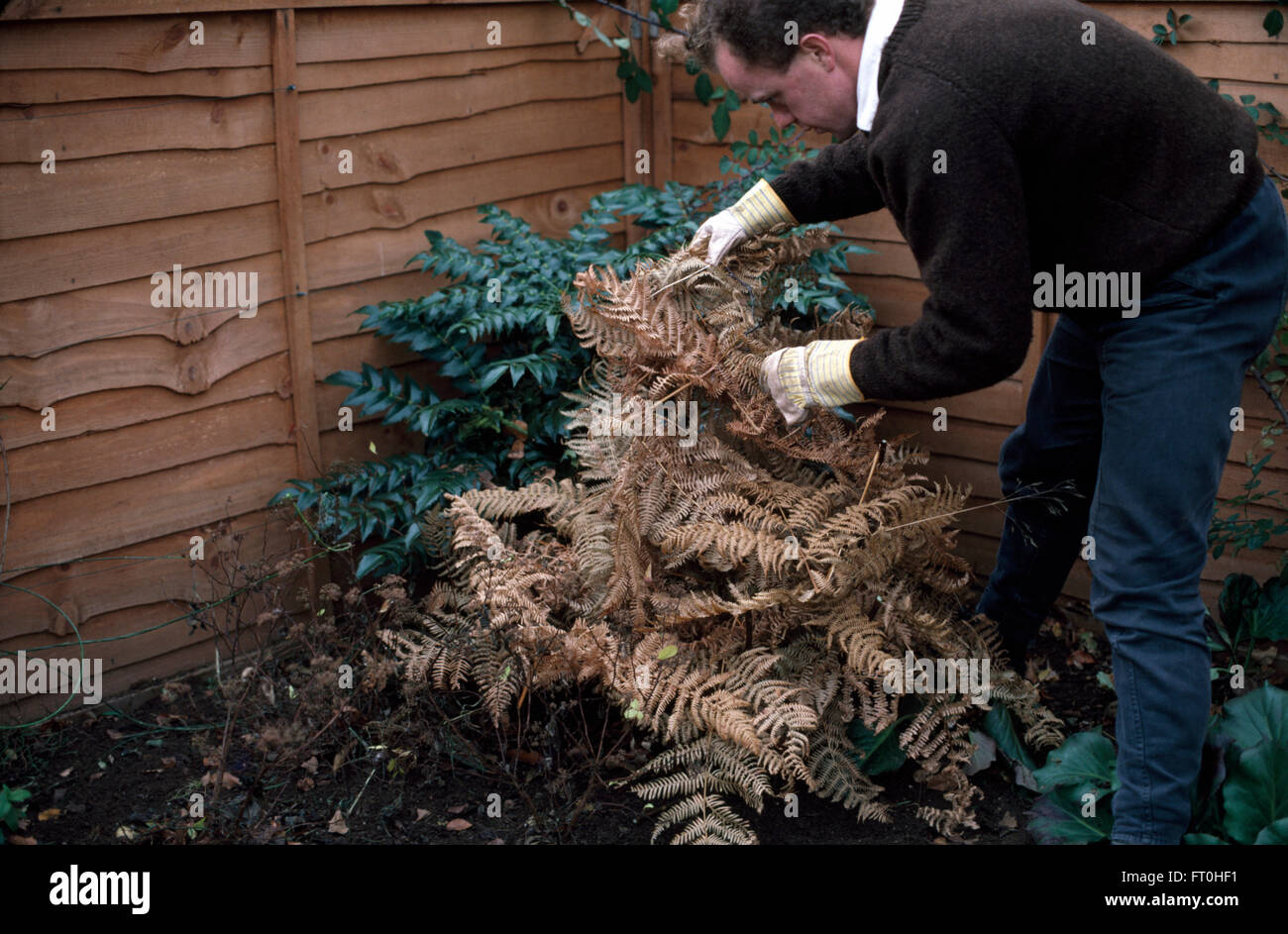 Close-up of a gardener cutting back a fern in Autumn FOR EDITORIAL USE ...
