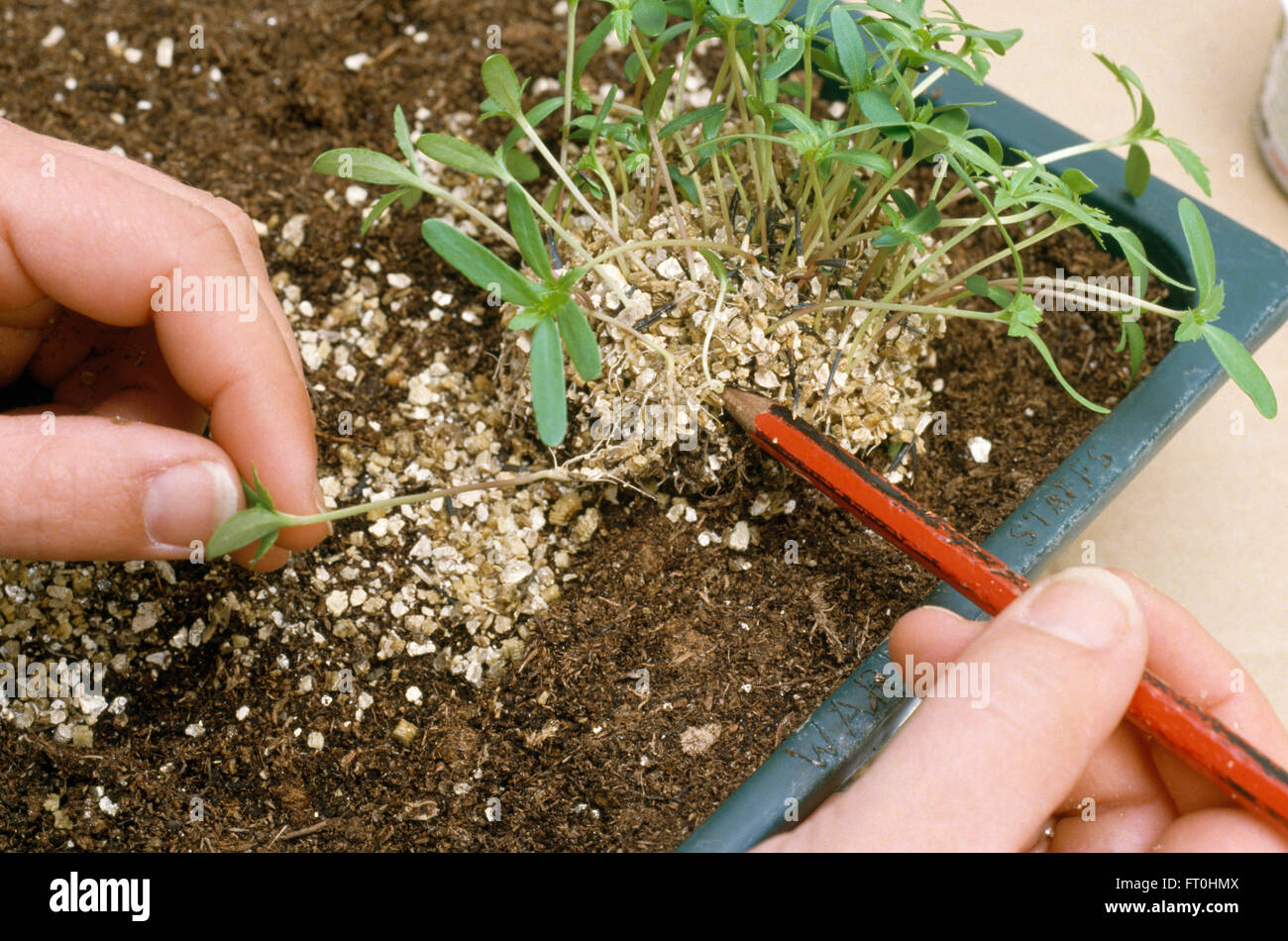 Close-up of hands pricking out seedlings Stock Photo - Alamy