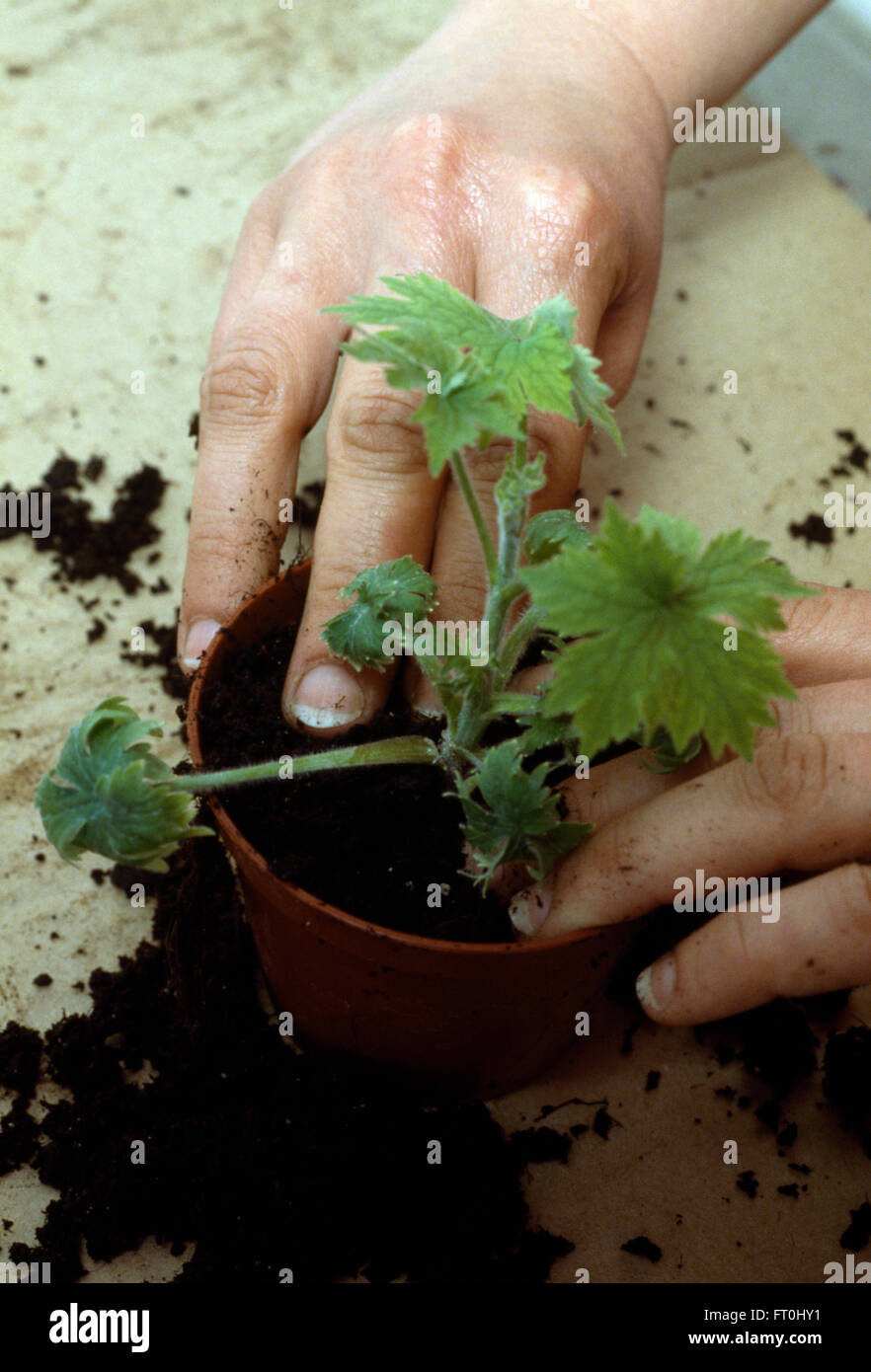 Close-up of hands planting a delphinium cutting Stock Photo - Alamy