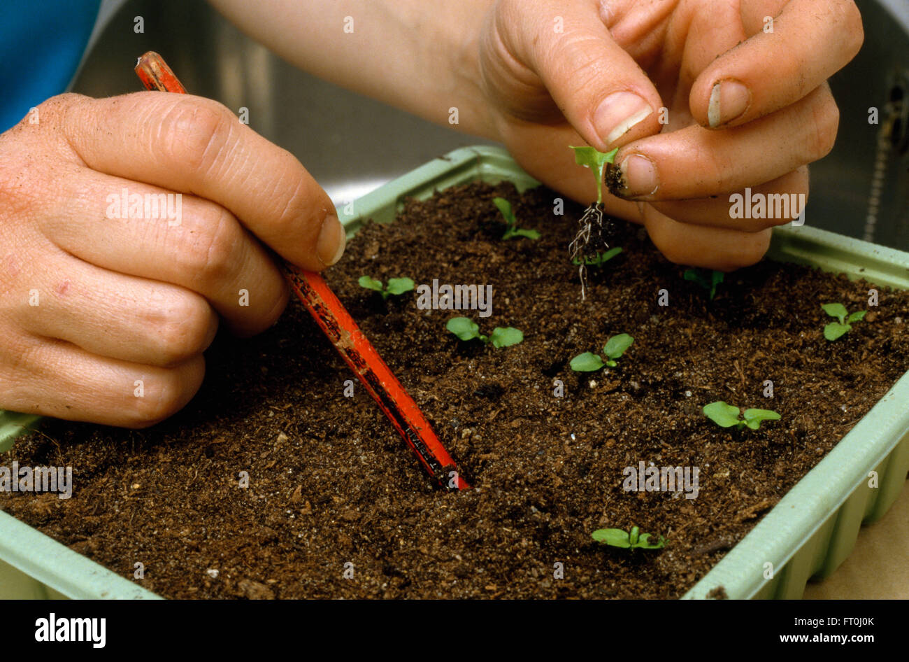 Close-up of hands planting seedlings into a plastic tray Stock Photo ...