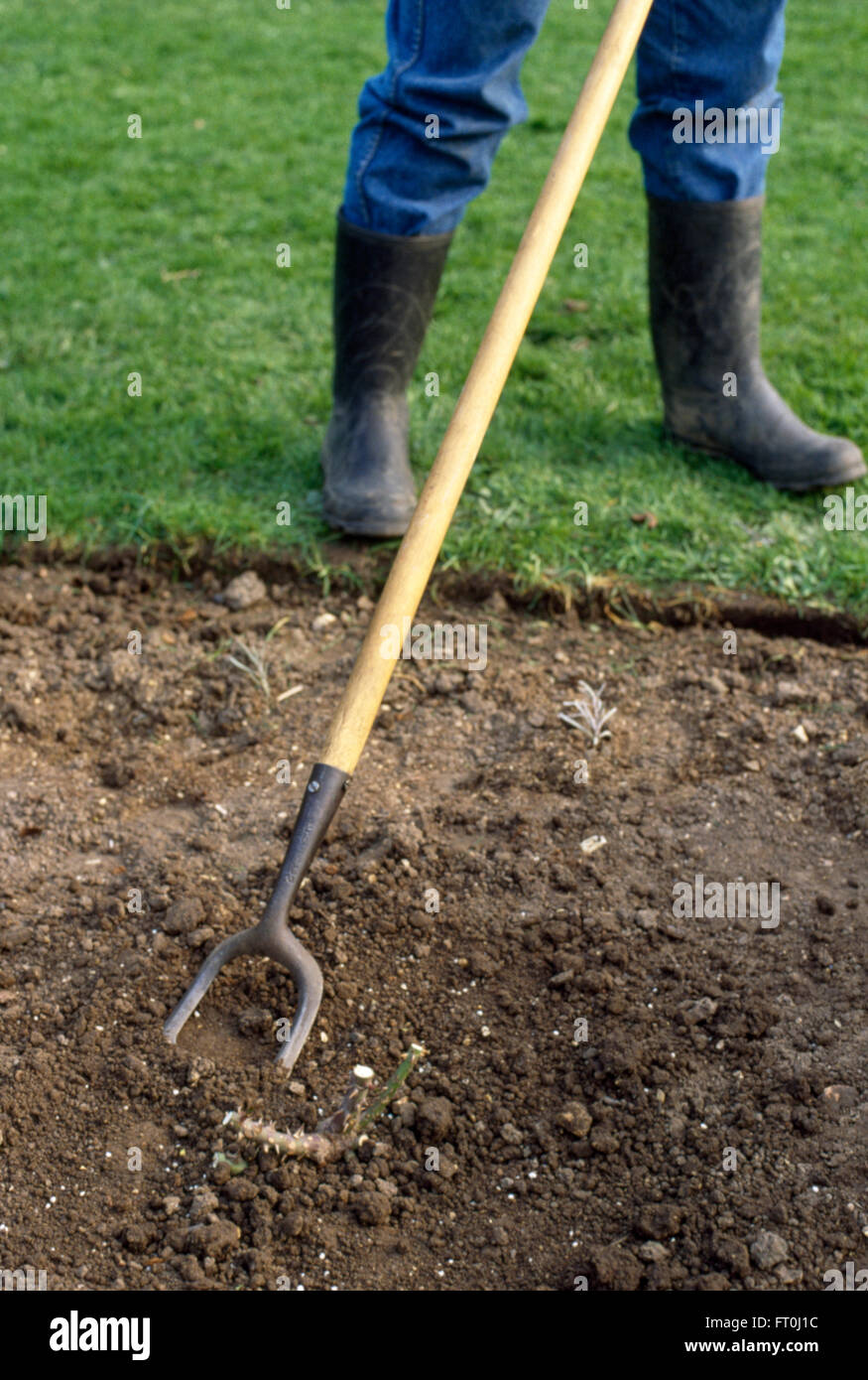 Close-up of a gardener hoeing a bed before planting up FOR EDITORIAL ...