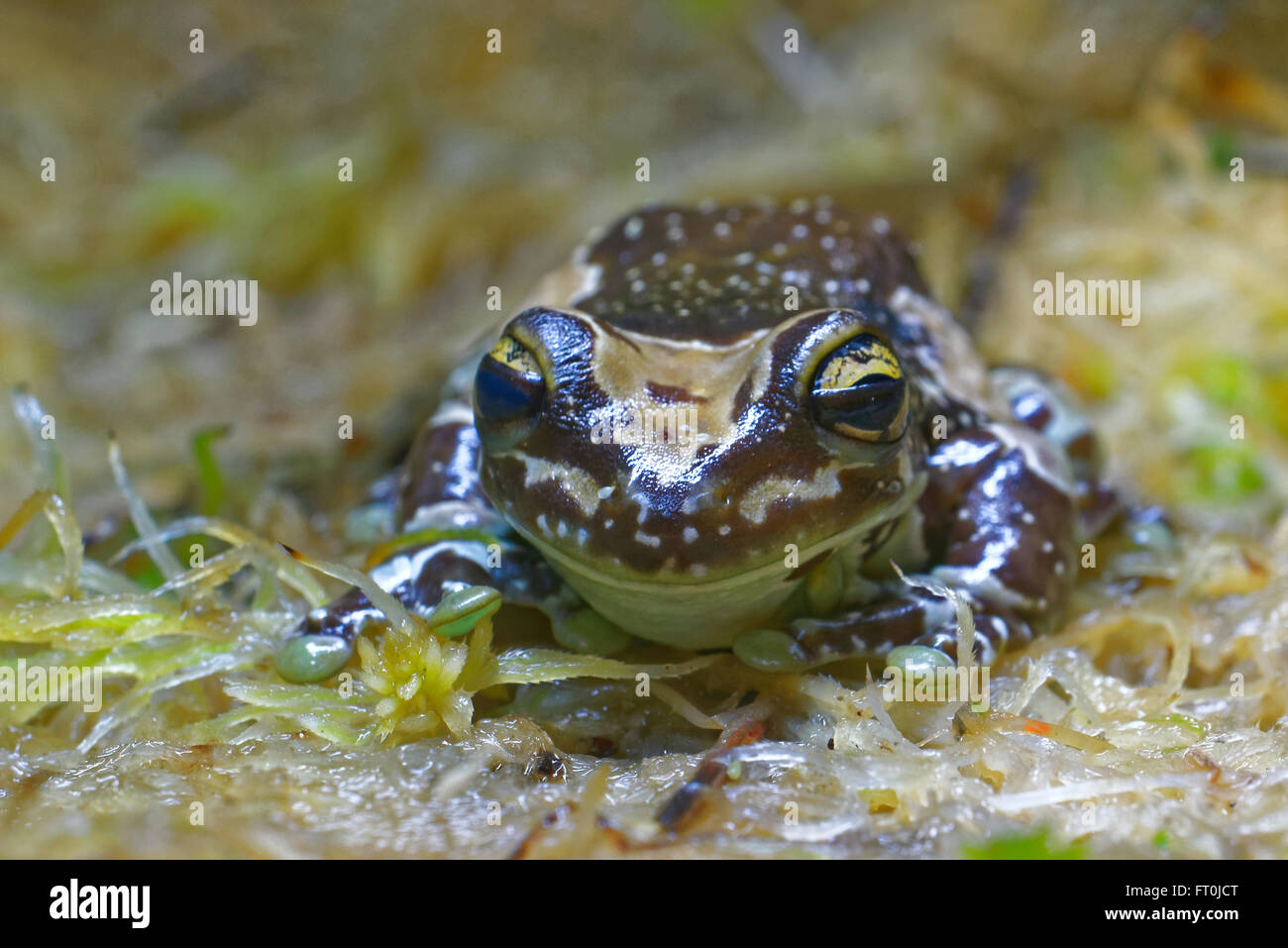 Mission golden-eyed tree frog or Amazon milk frog (Trachycephalus ...