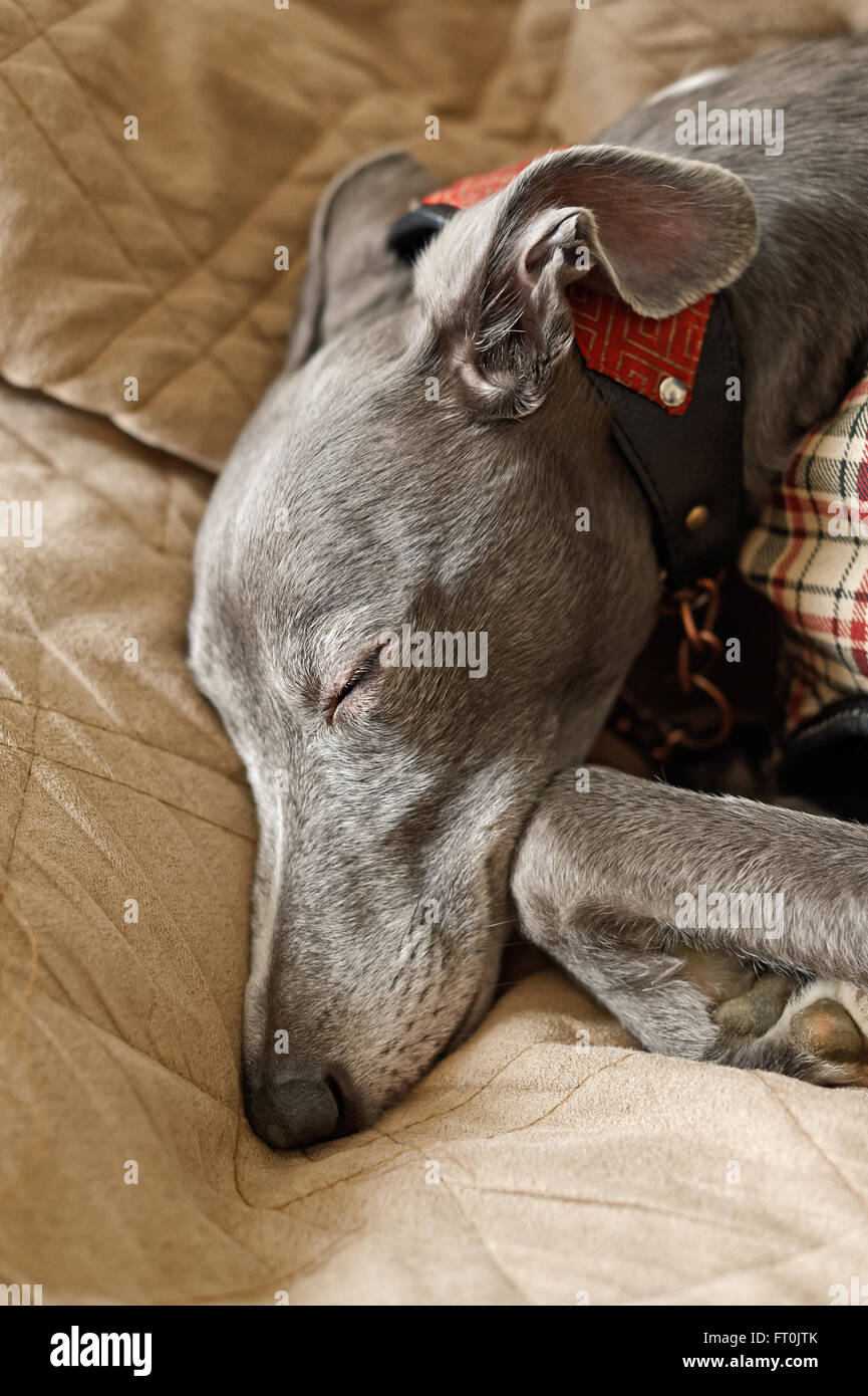Lomo,sepia effect portrait of a sleeping Whippet dog Stock Photo - Alamy