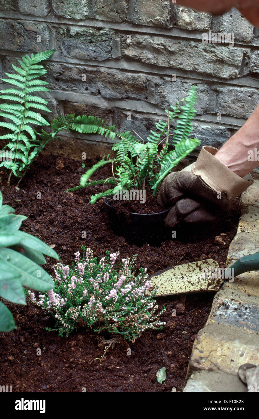 With ferns and heather hi-res stock photography and images - Alamy