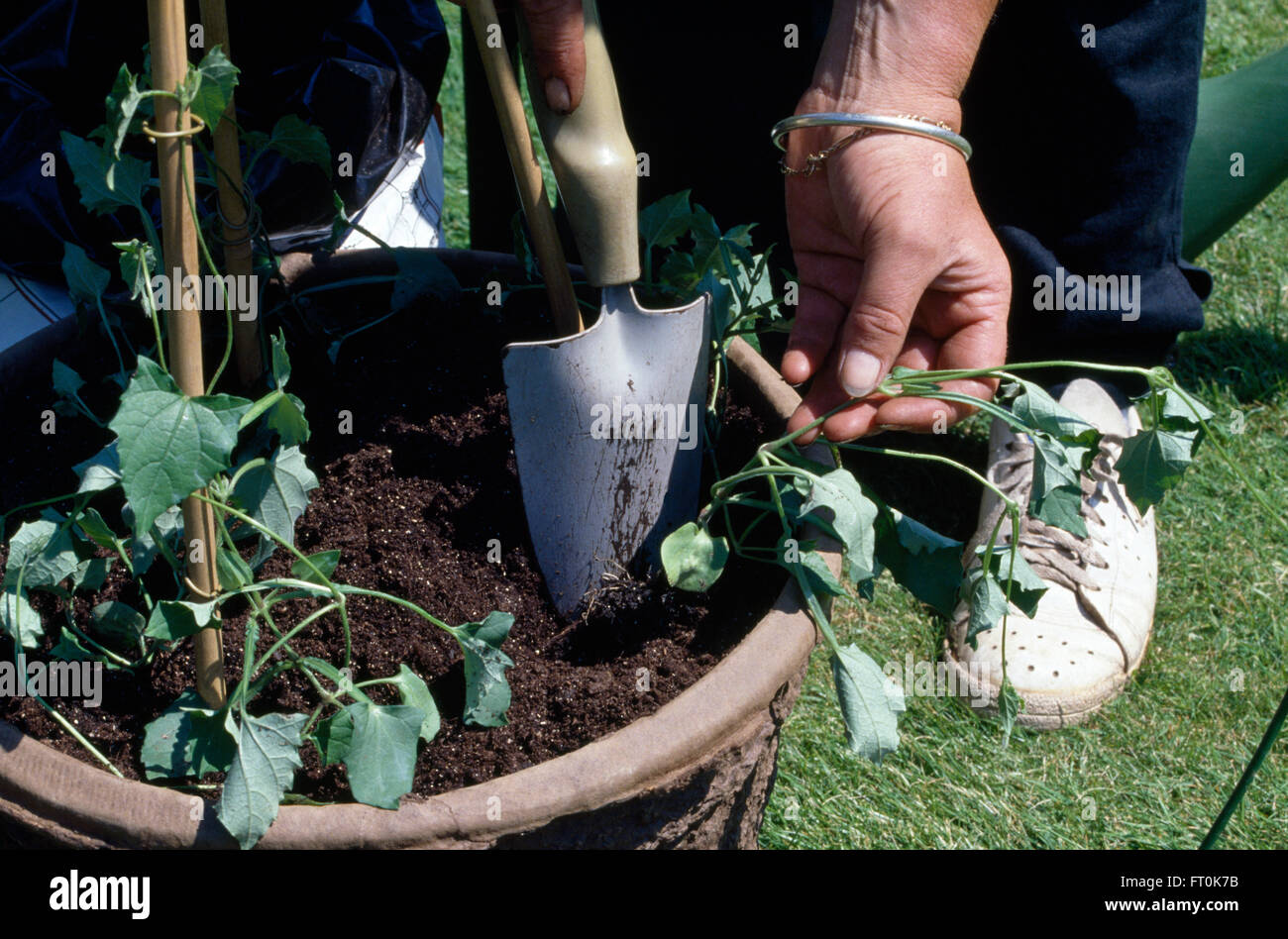 Close-up of hands planting annuals in a pot using a trowel Stock Photo ...