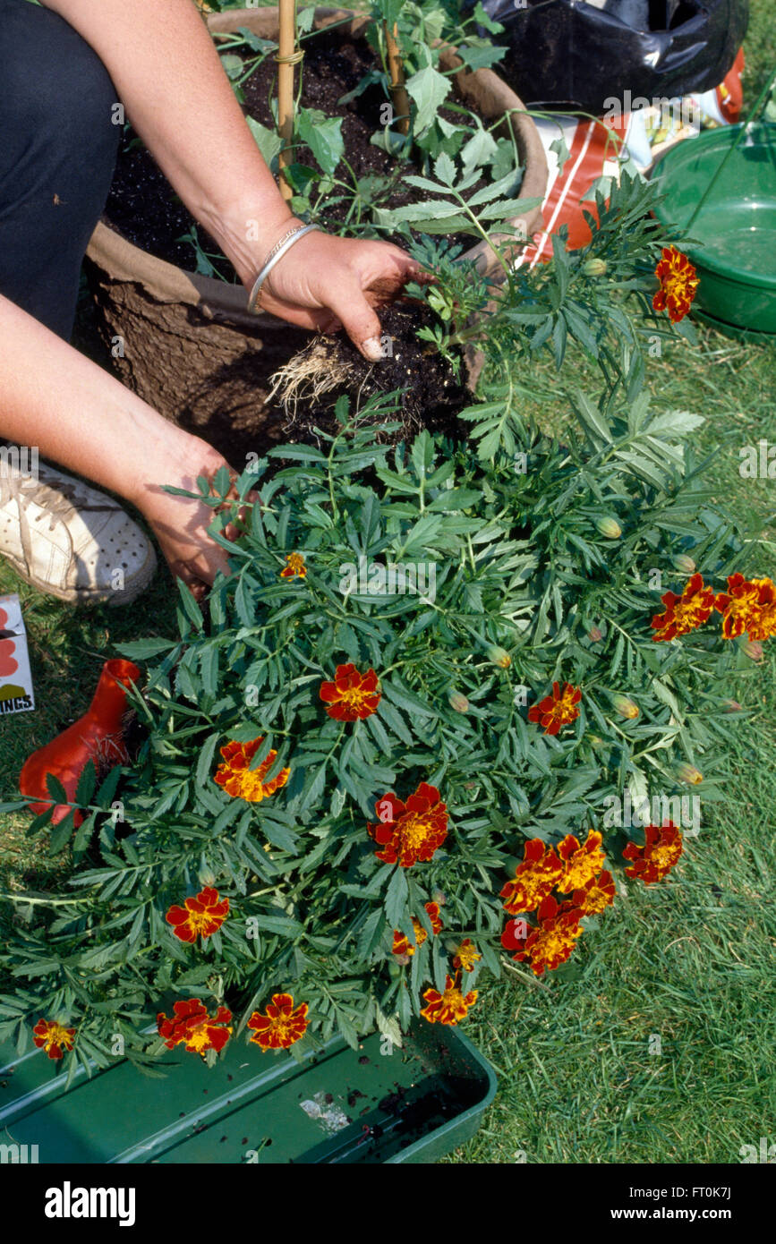 Marigolds in a pot hi-res stock photography and images - Alamy