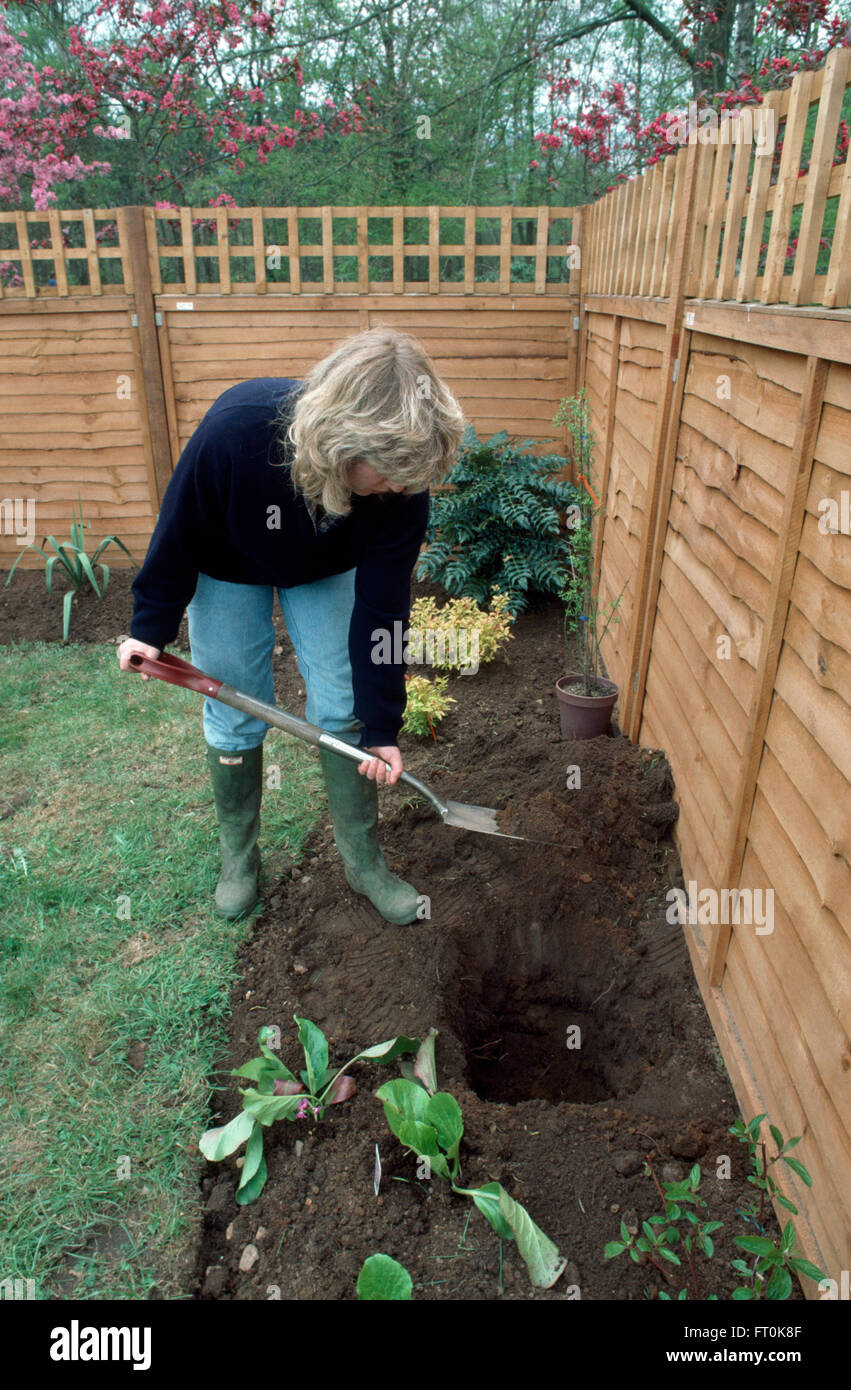 Woman digging out a hole in a border before planting with perennials ...