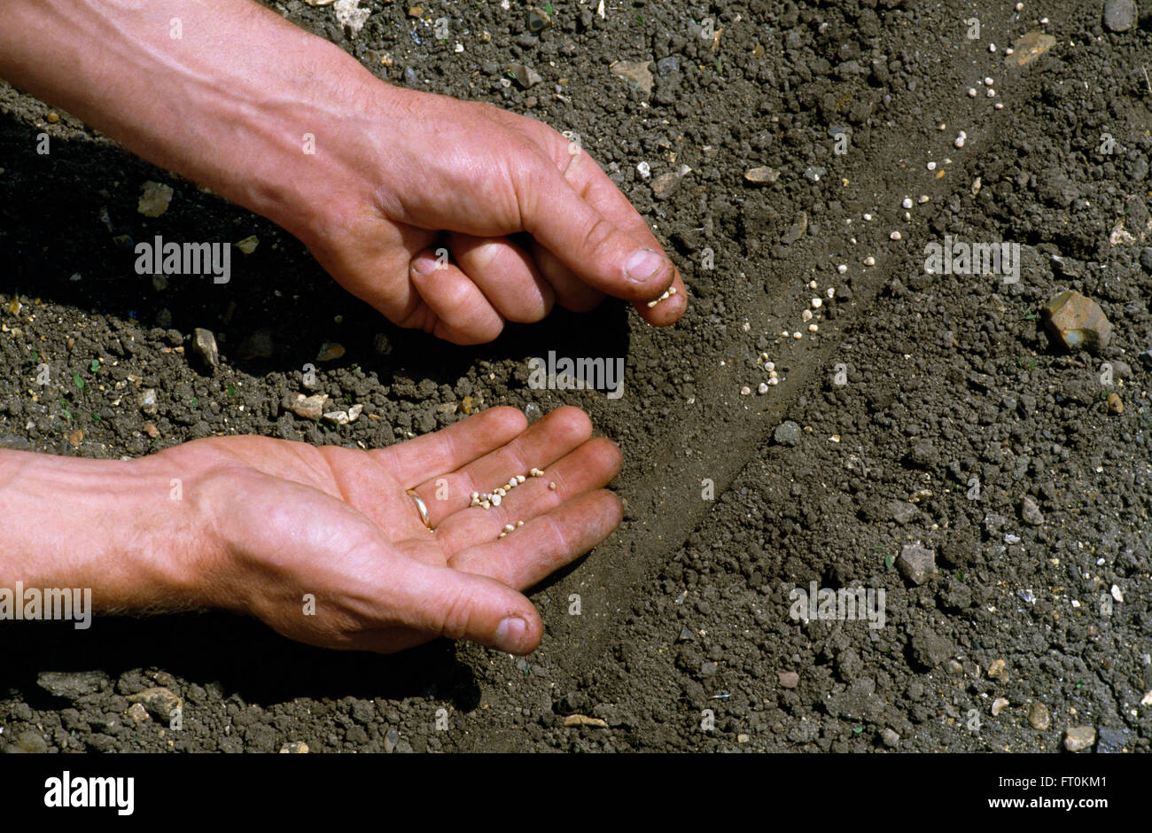 Seeds and hands planting hi-res stock photography and images - Alamy